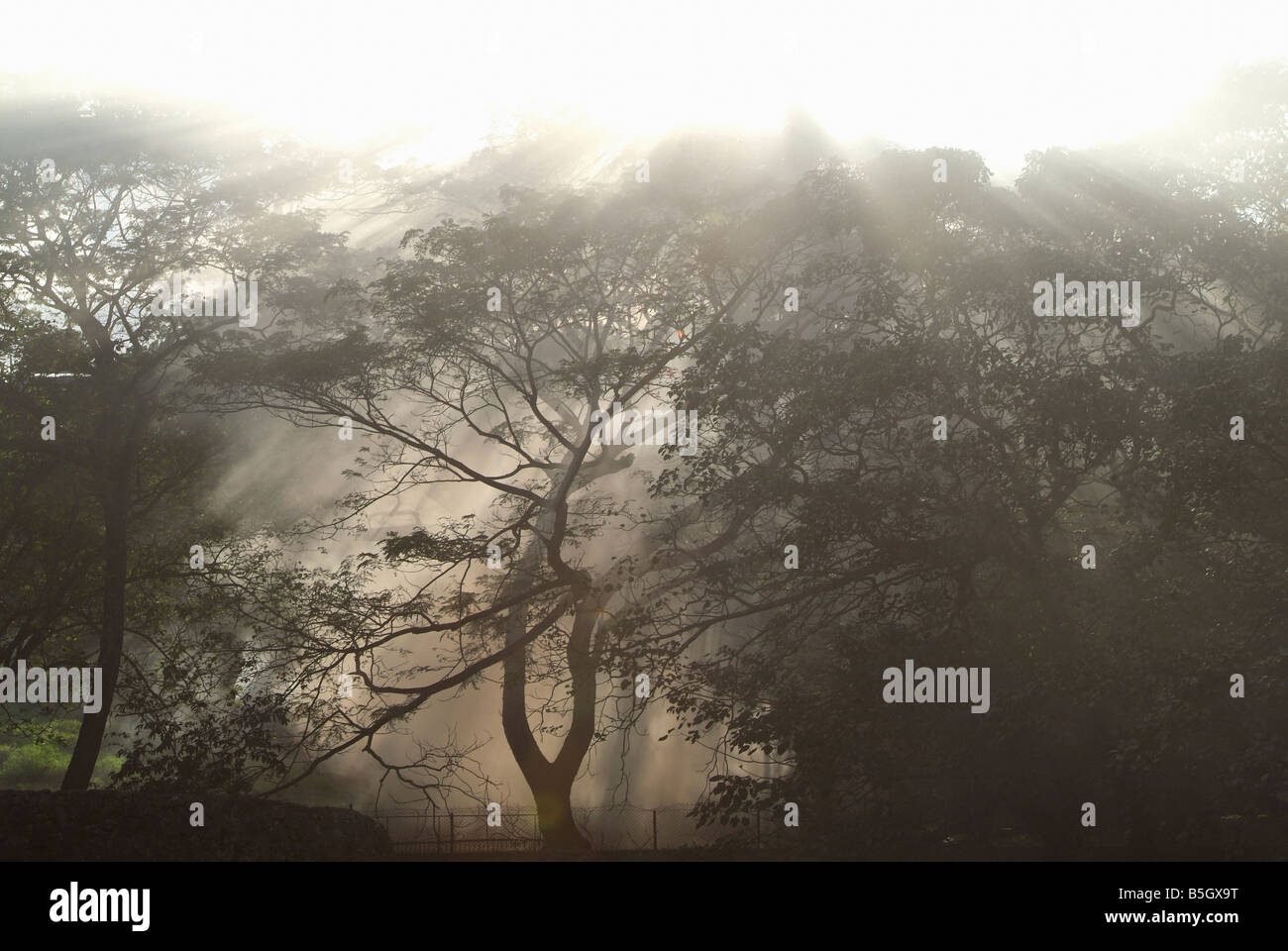 Rays light shining through hi-res stock photography and images - Alamy