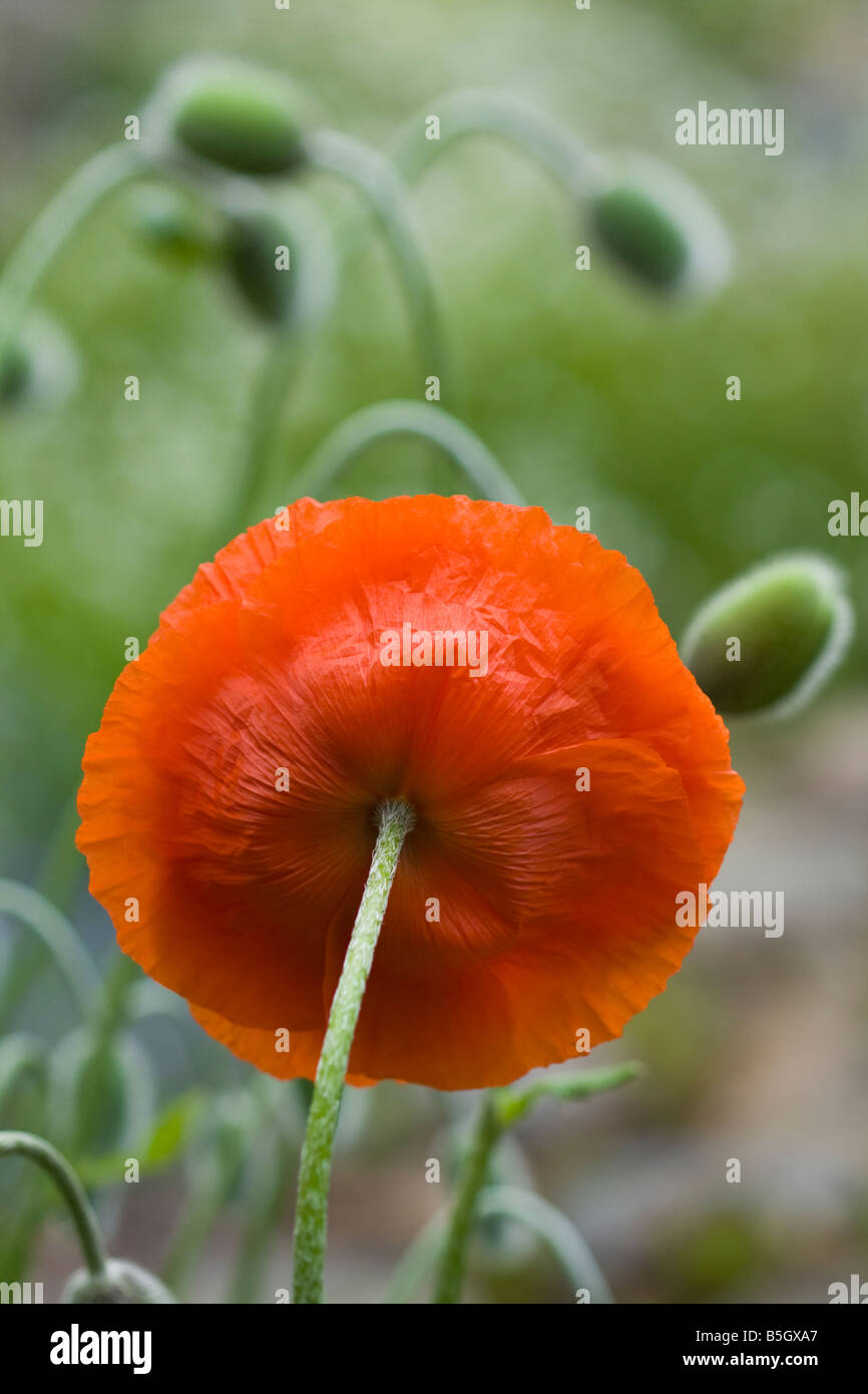 Red furry flower hi-res stock photography and images - Alamy