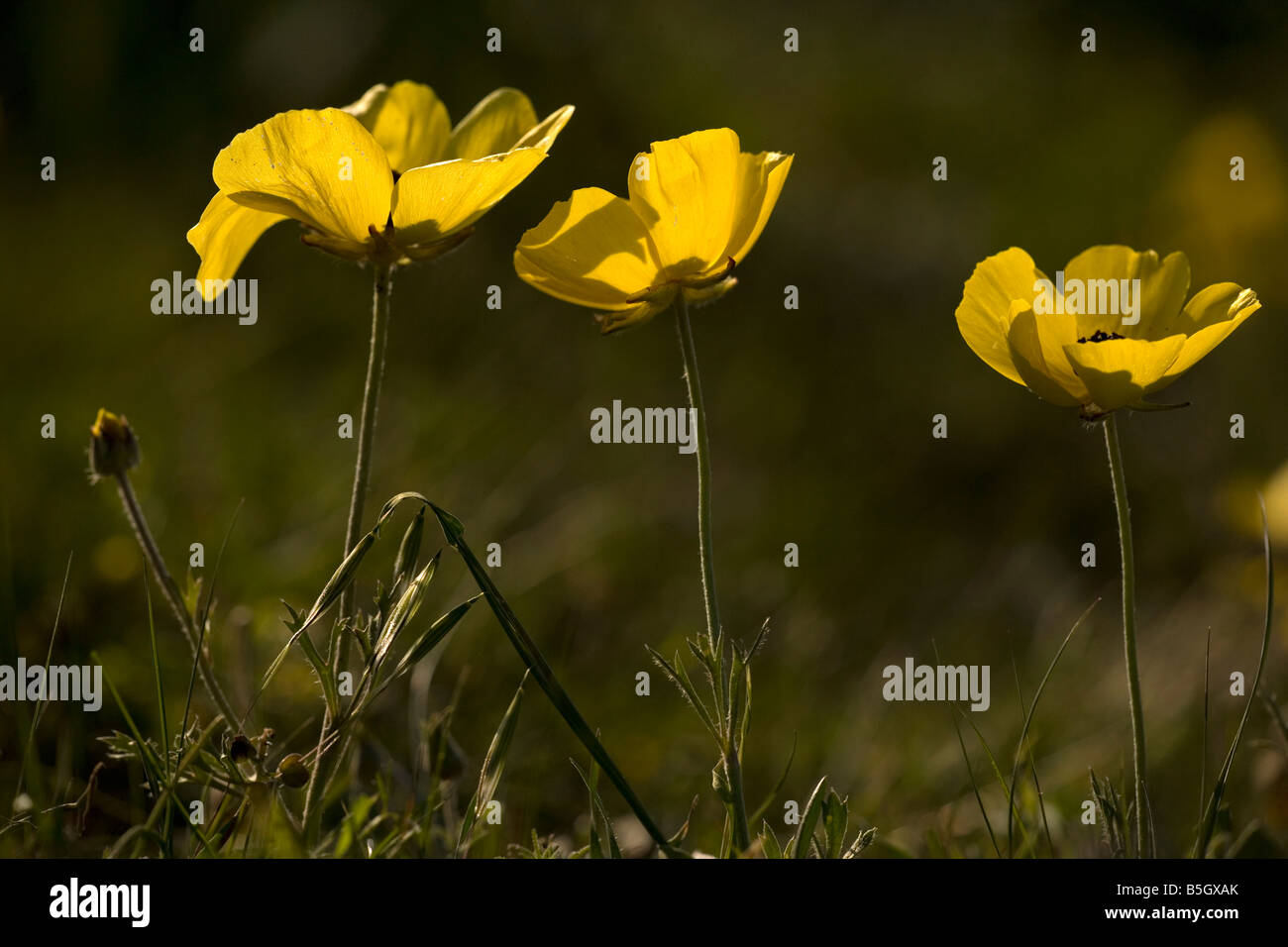 Turban buttercups yellow form Ranunculus asiaticus Cyprus Stock Photo ...