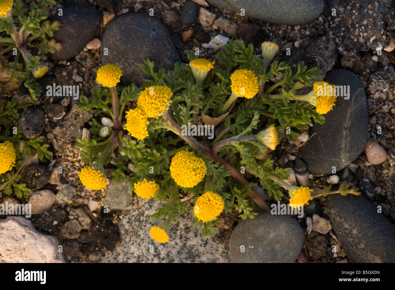 Rayless mayweed anthemis rigida cyprus flowering plant flower ...