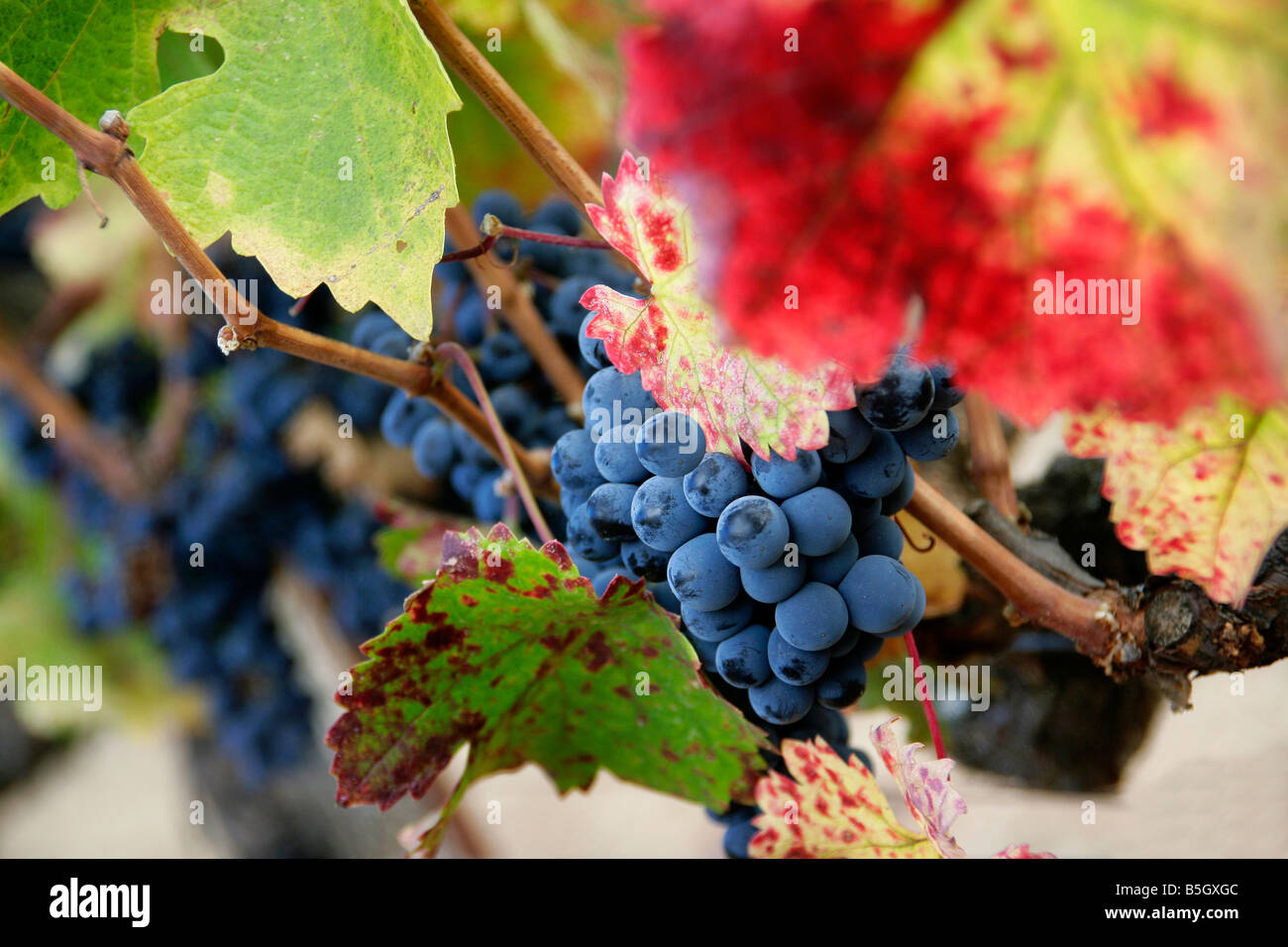 Red grape harvest california hi-res stock photography and images - Alamy