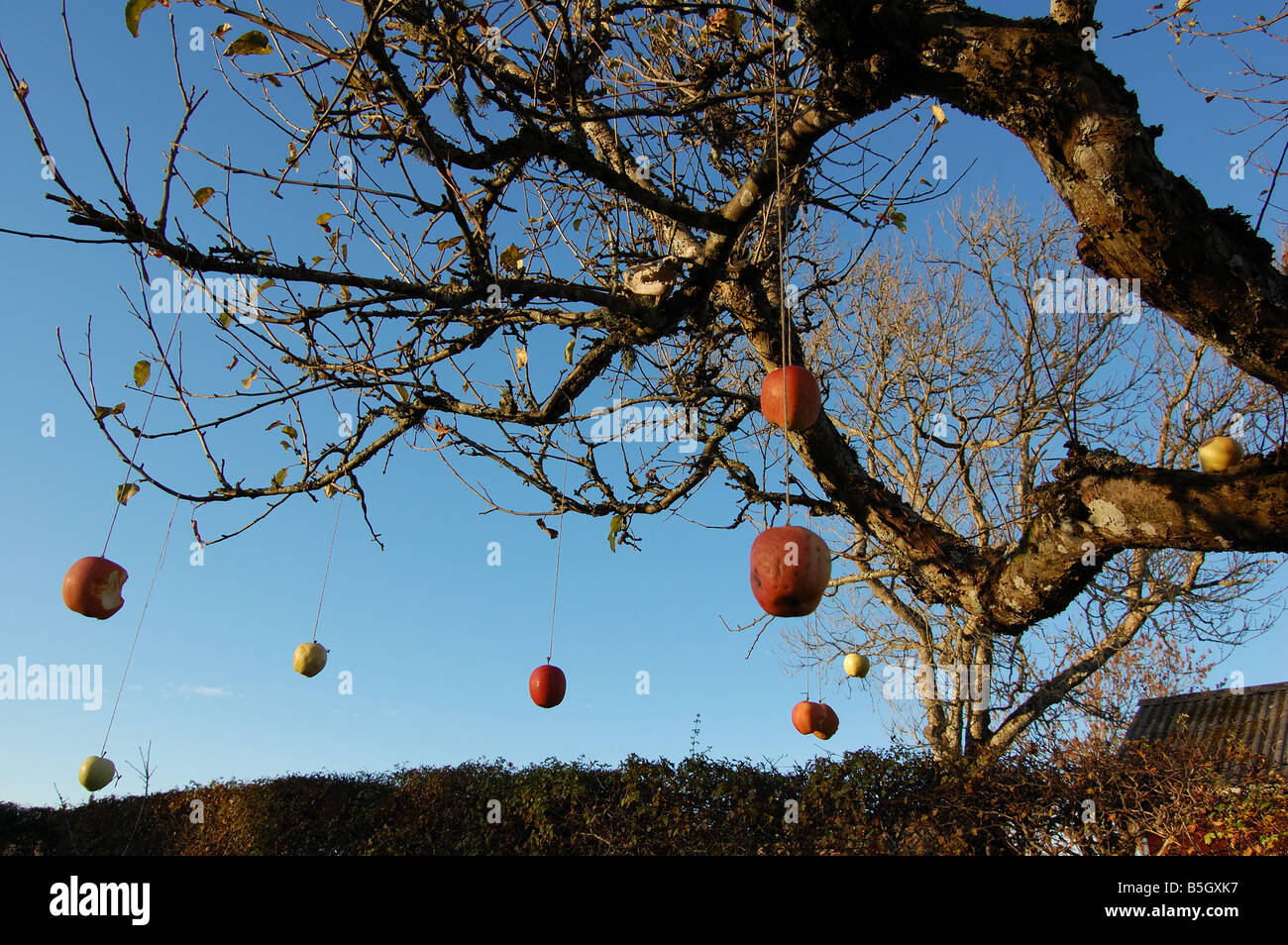 Apples bird feeder hi-res stock photography and images - Alamy
