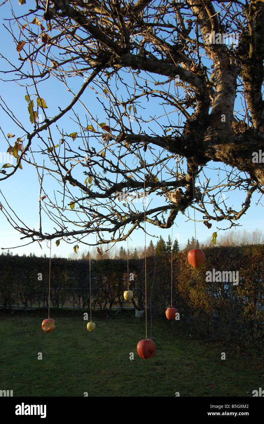 Apples bird feeder hi-res stock photography and images - Alamy