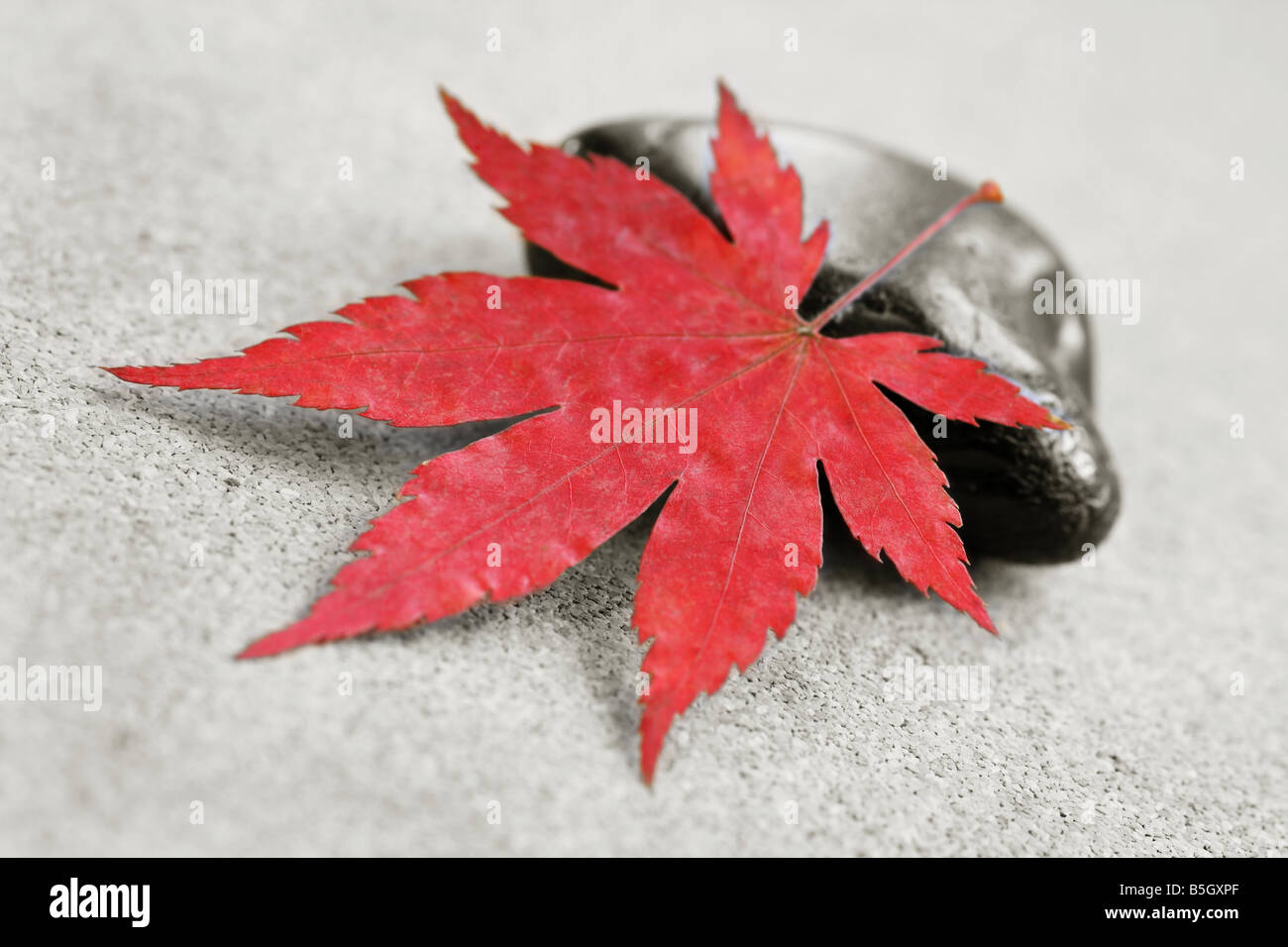 selective colored red maple leaf against black and white pebble Stock ...