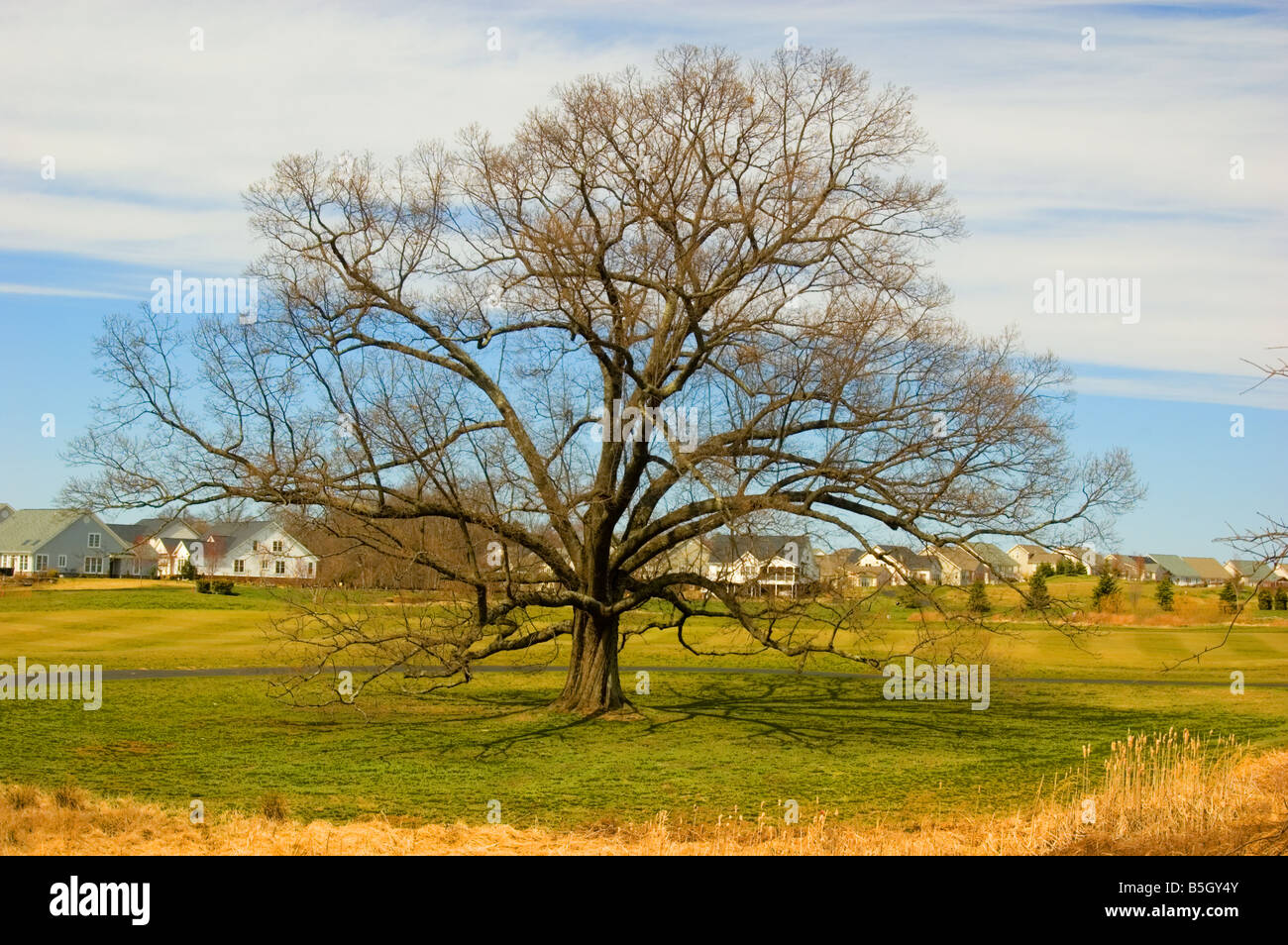 big treebig tree Southern Red Oak Quercus falcata Virginia Stock Photo ...