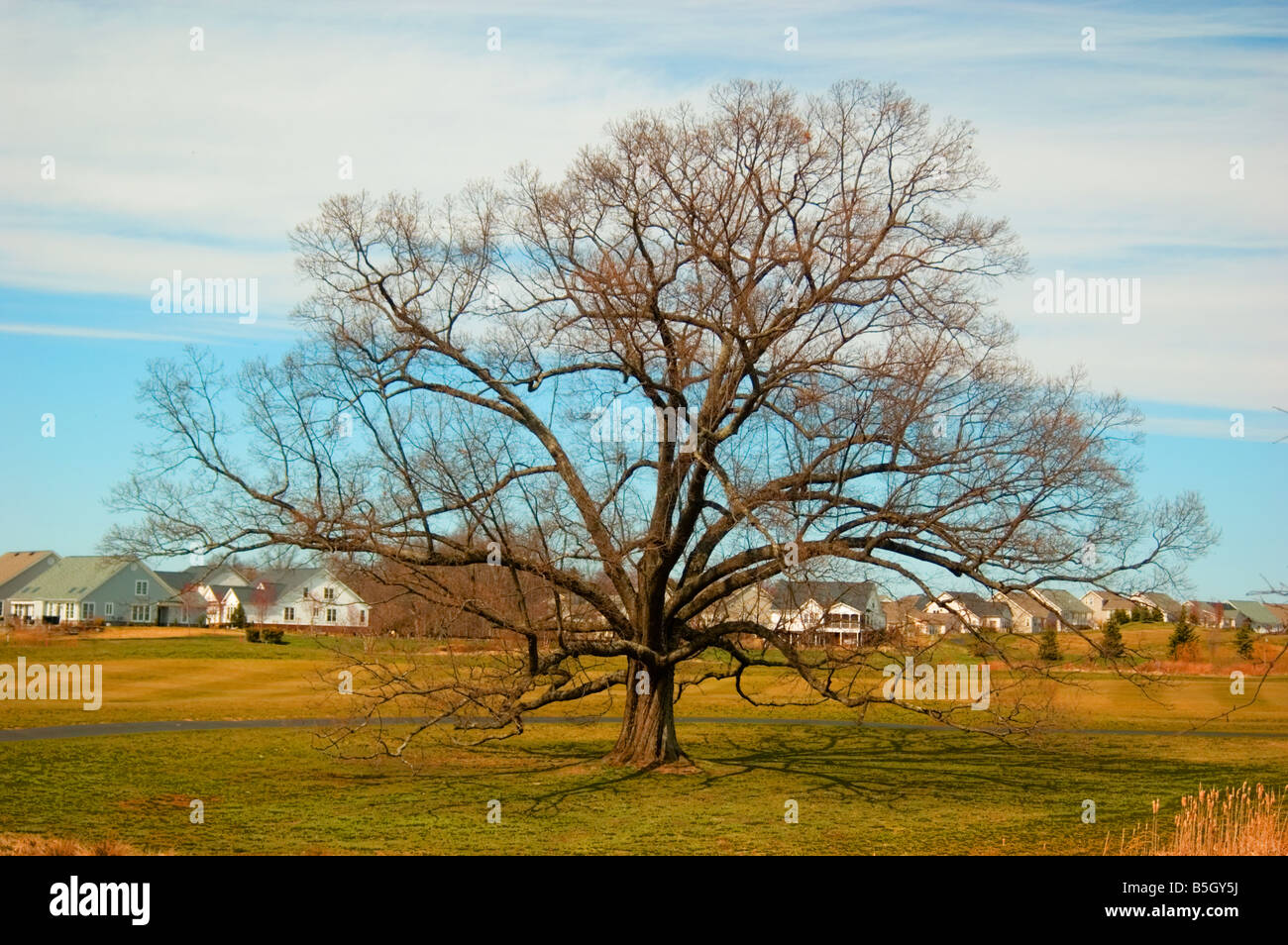 big tree Southern Red Oak Quercus falcata Virginia Stock Photo - Alamy