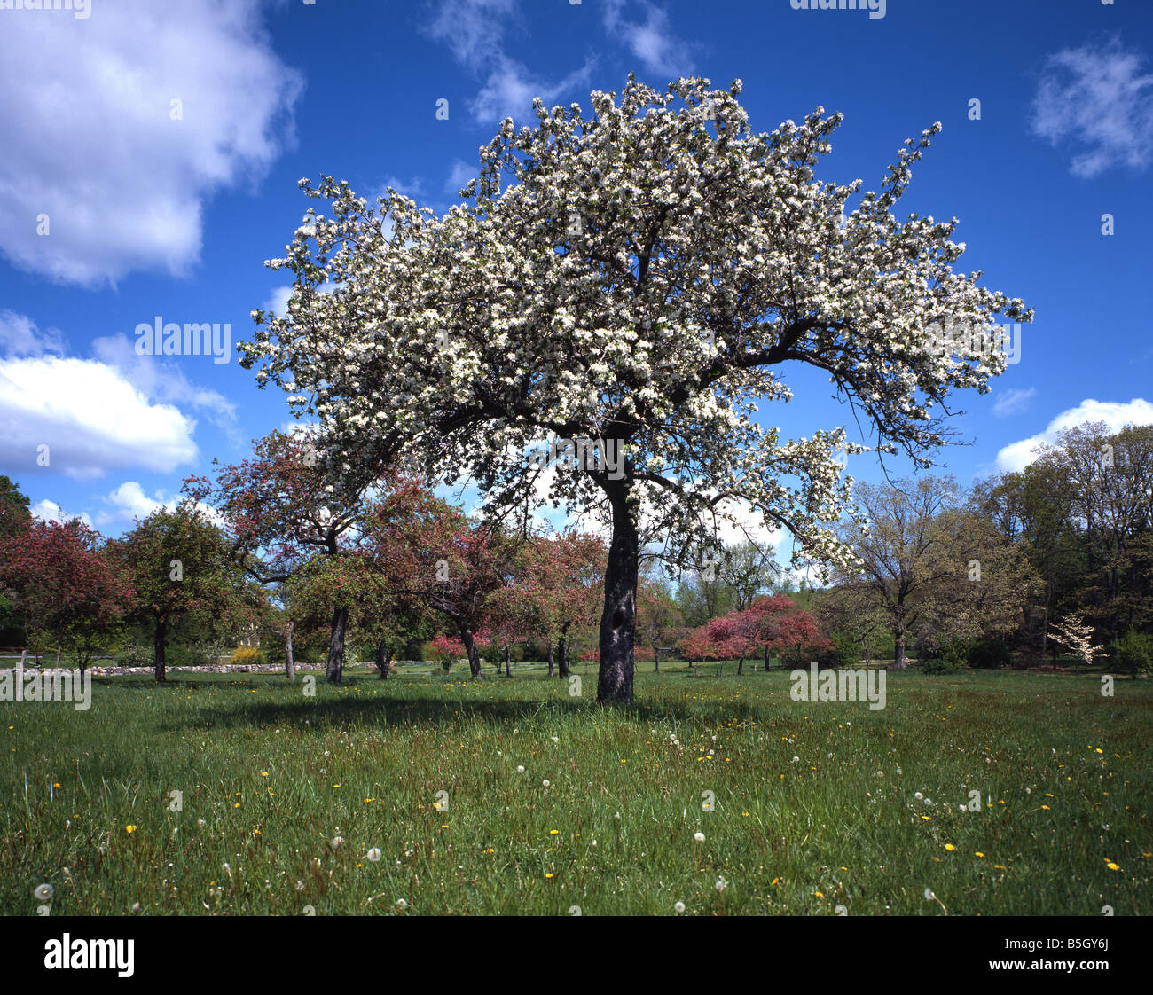 Blossoming Crabapple Tree in Spring Stock Photo - Alamy