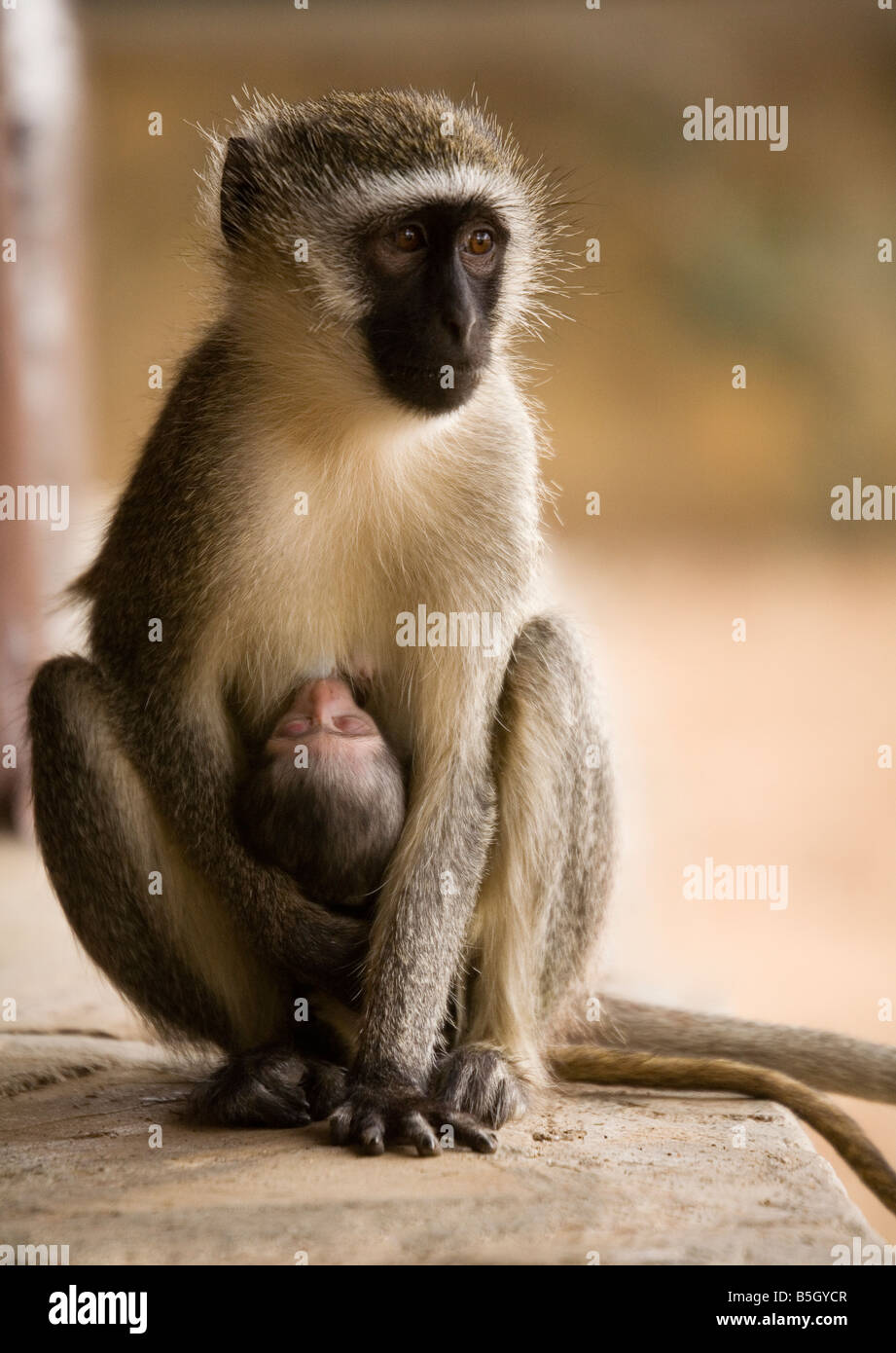 A Monkey with her baby in Tsavo National Park in Kenya Stock Photo - Alamy