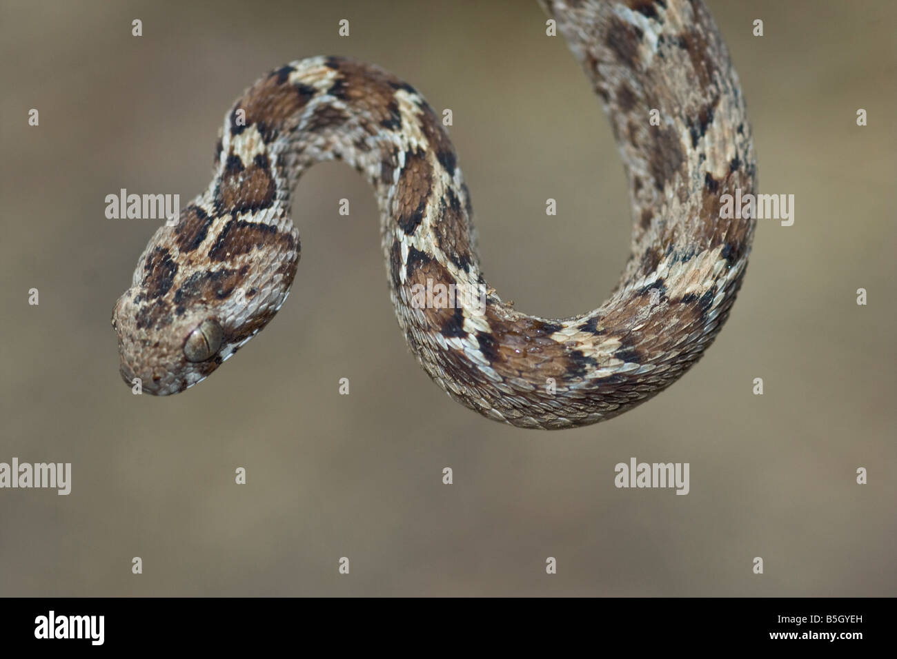 Saw Scaled Viper High Resolution Stock Photography and Images - Alamy