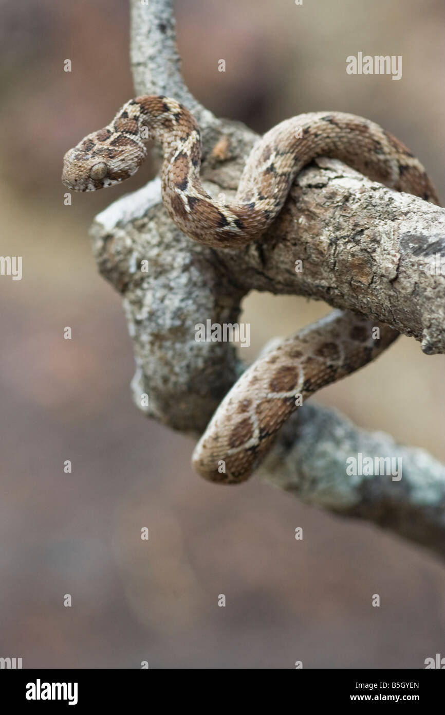 Saw scaled viper in habitat Stock Photo - Alamy