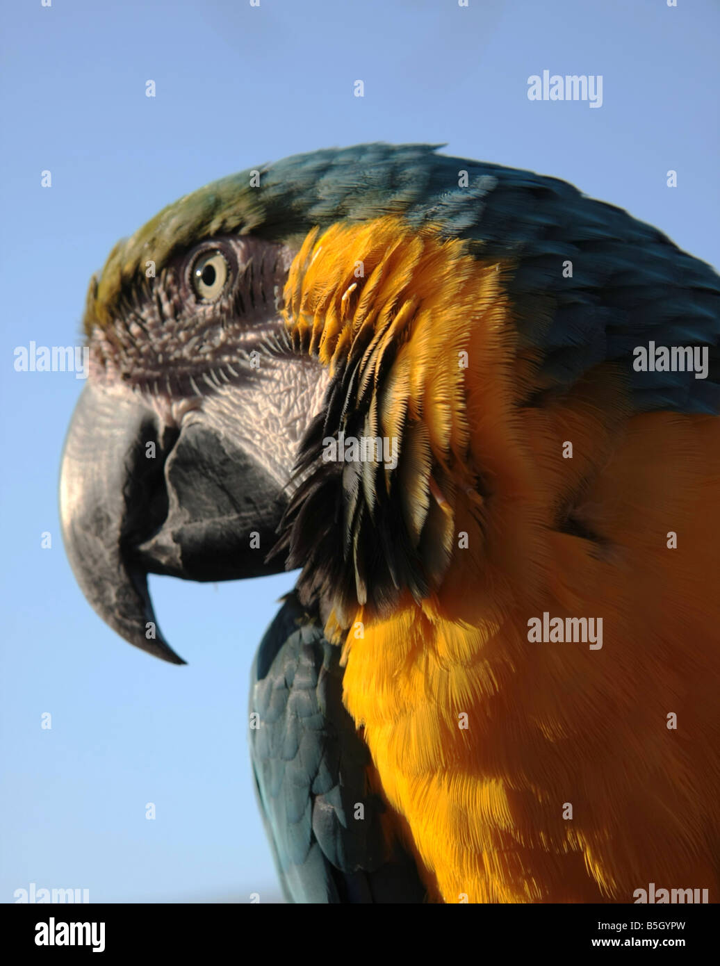 Polly parrot hi-res stock photography and images - Alamy