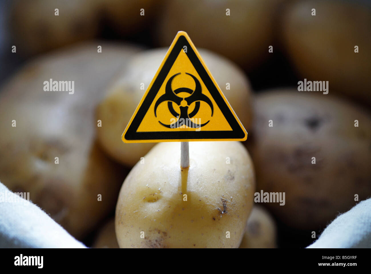 potato with a biohazard sign, genetic modified food Stock Photo - Alamy