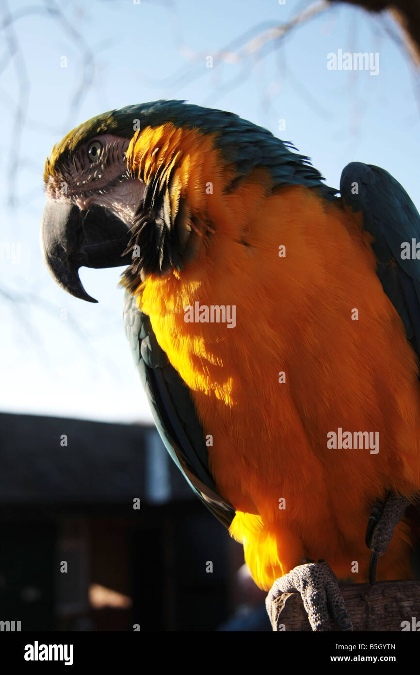 A blue and yellow Macaw parrot Stock Photo - Alamy