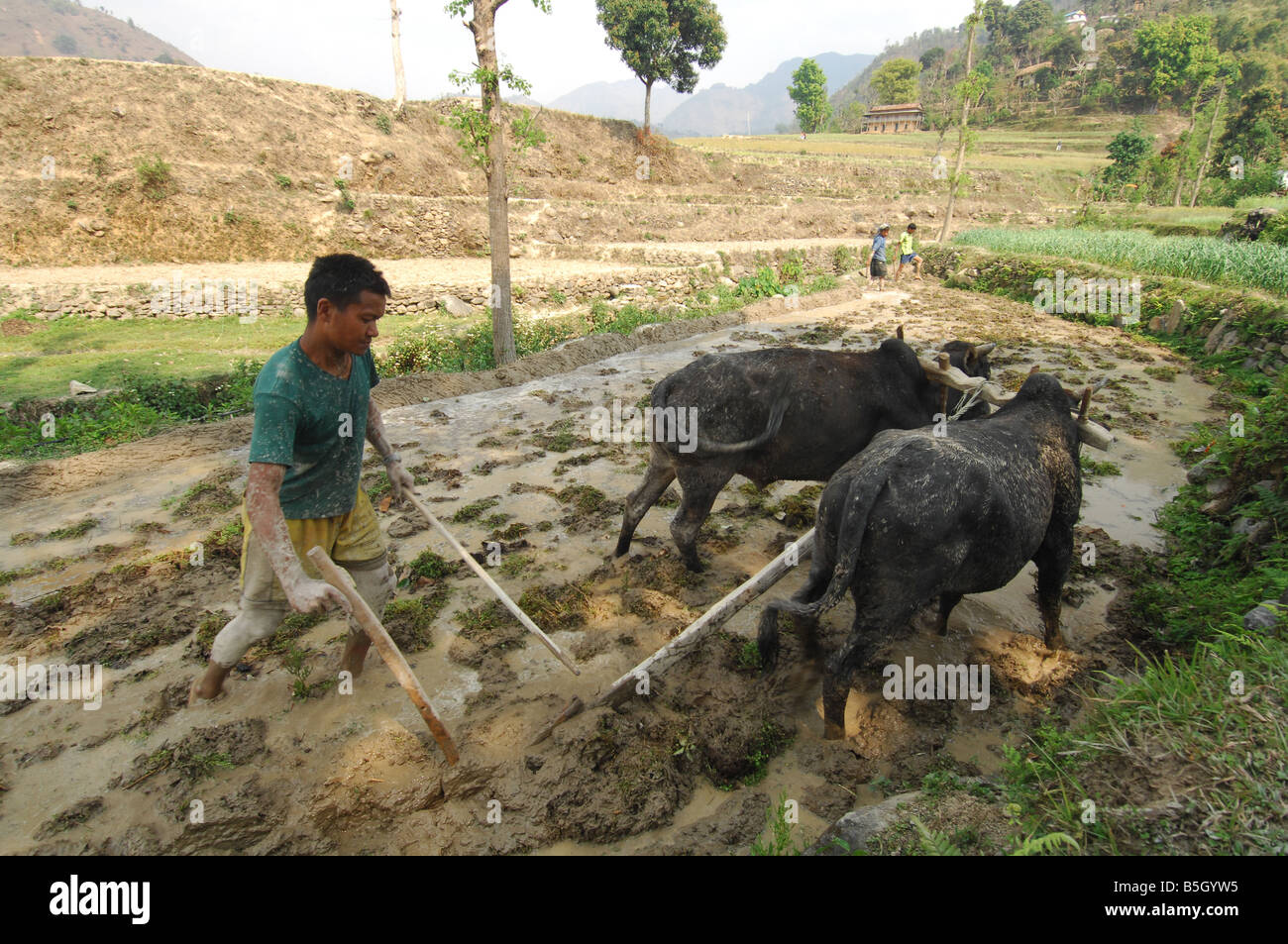 Using cattle to plough the terraced paddy fields in the hills of Nepal ...