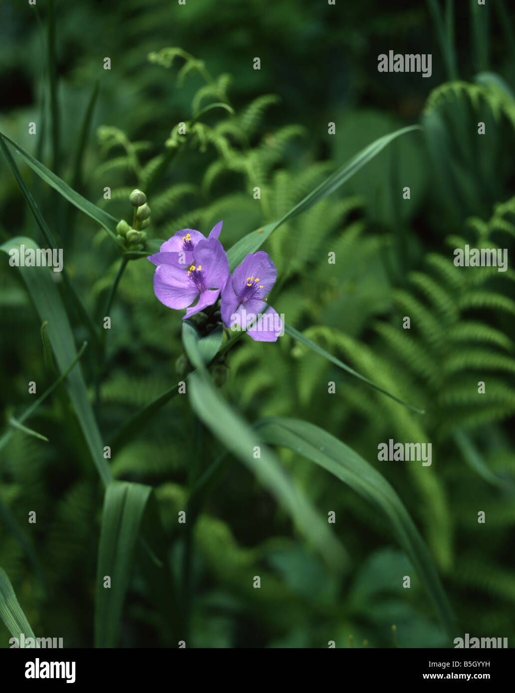 Spiderwort plant hi-res stock photography and images - Alamy