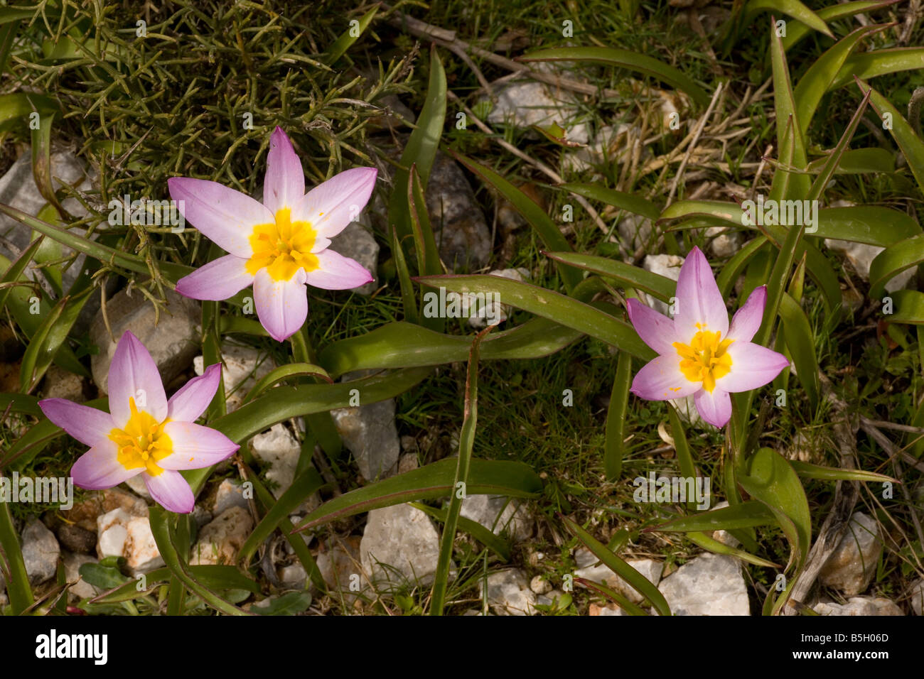 Tulipa saxatilis hi-res stock photography and images - Alamy