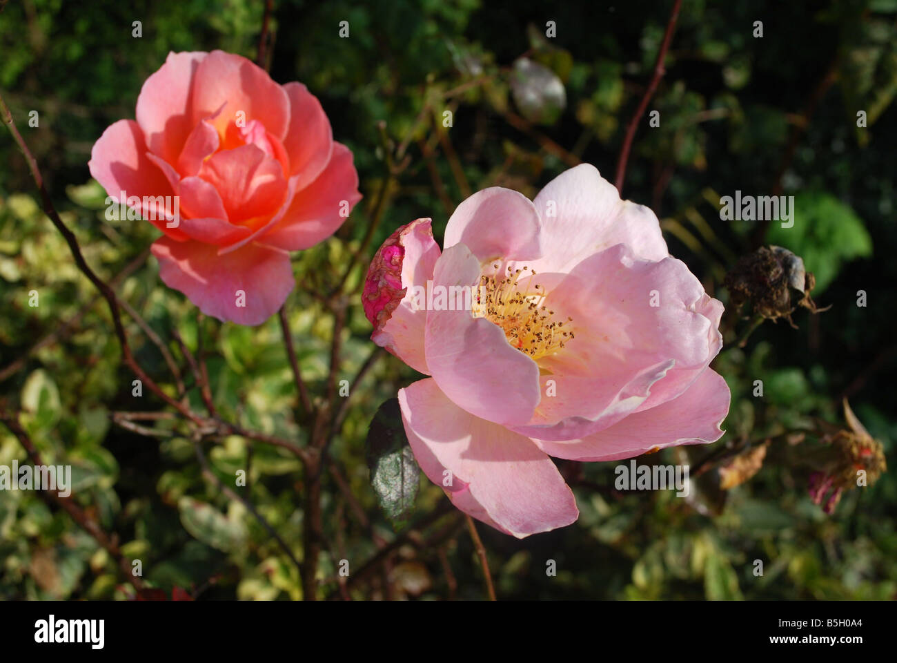 Red and pink rose flowers Stock Photo - Alamy