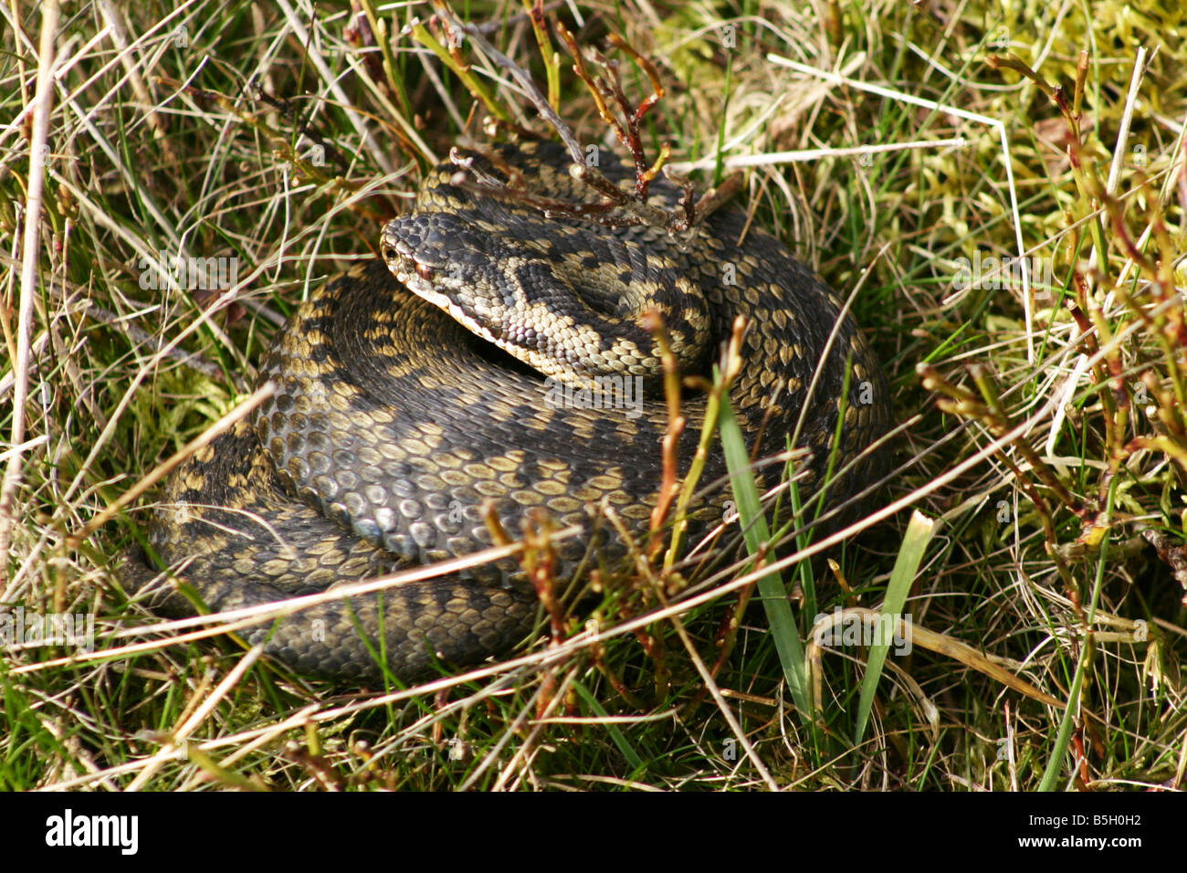 Common European Adder, Vipera Berus Stock Photo - Alamy