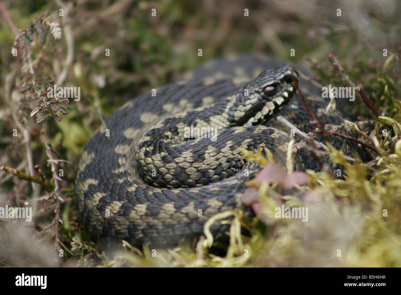 Common European Adder, Vipera Berus Stock Photo - Alamy