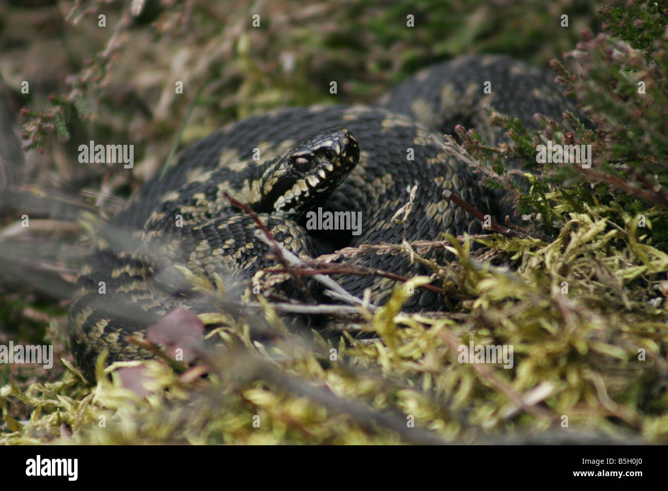Common european adder hi-res stock photography and images - Alamy