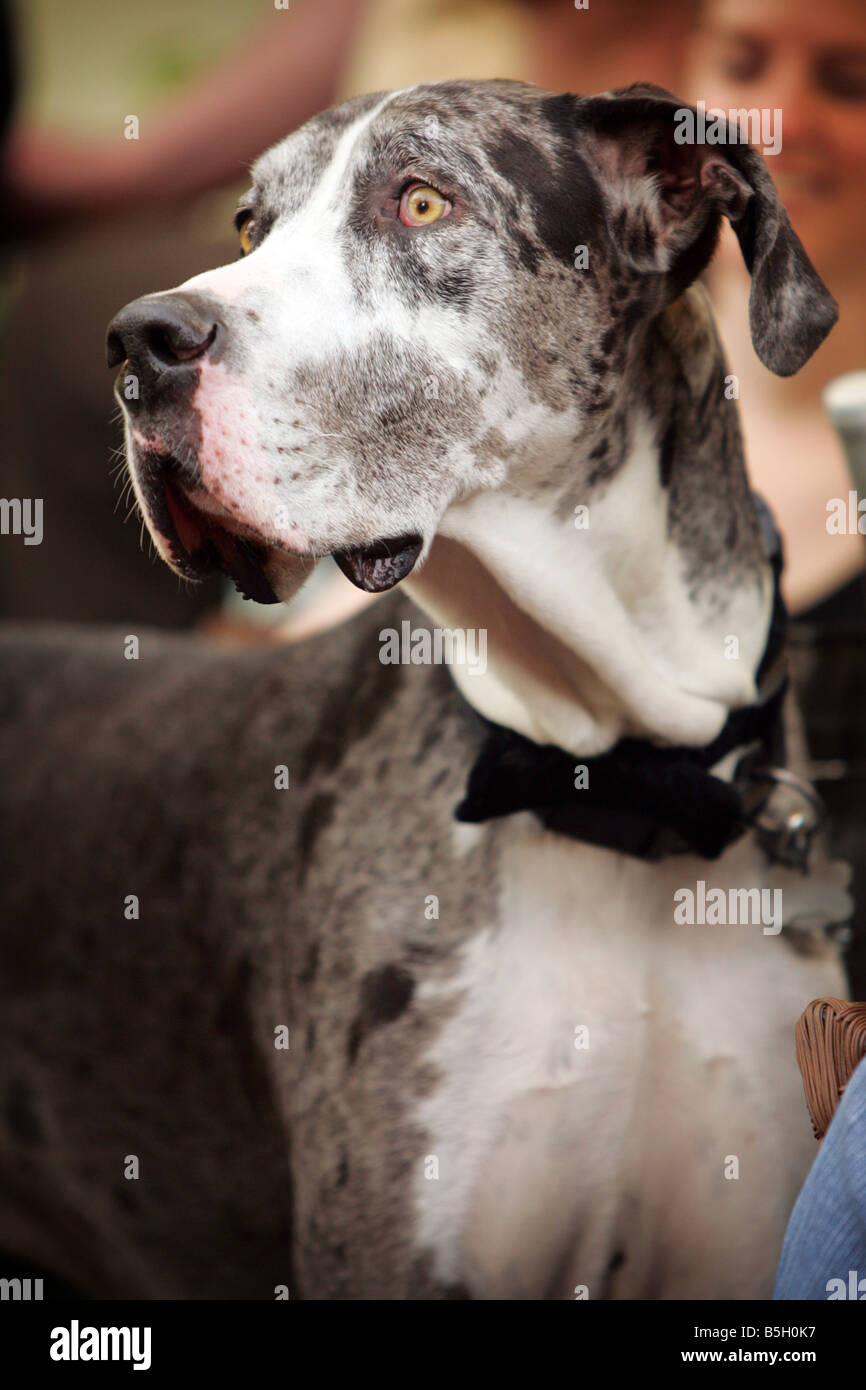 A beautiful Great Dane dog Stock Photo - Alamy
