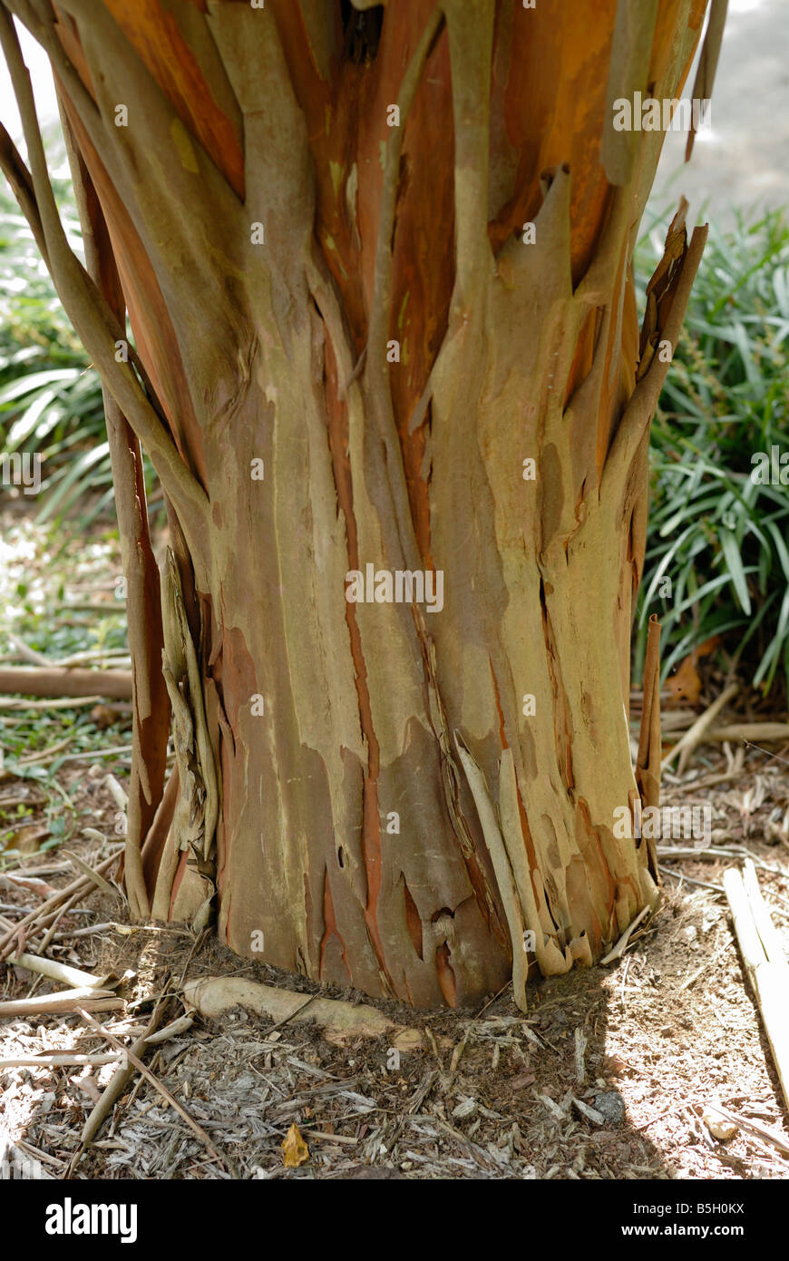 Crape Myrtle trunk Stock Photo - Alamy