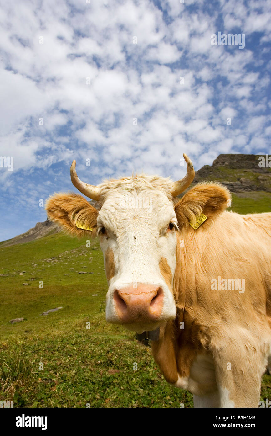 Alpine cow in the Bernese Oberland Switzerland Stock Photo - Alamy