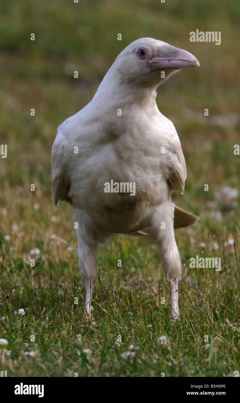 Common raven feeding hi-res stock photography and images - Alamy