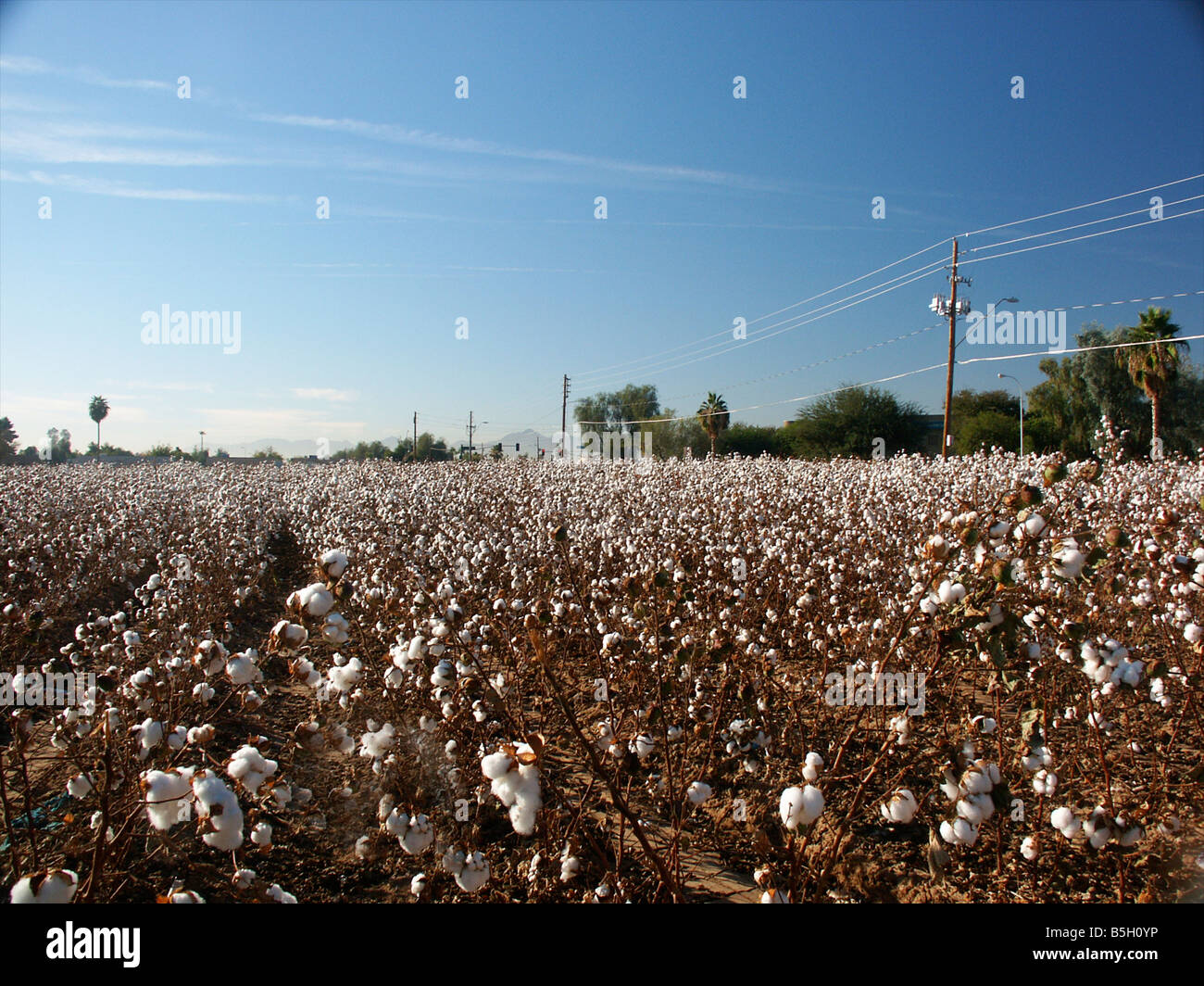 A cotton Field in Phoenix, cotton ready to be picked Stock Photo - Alamy