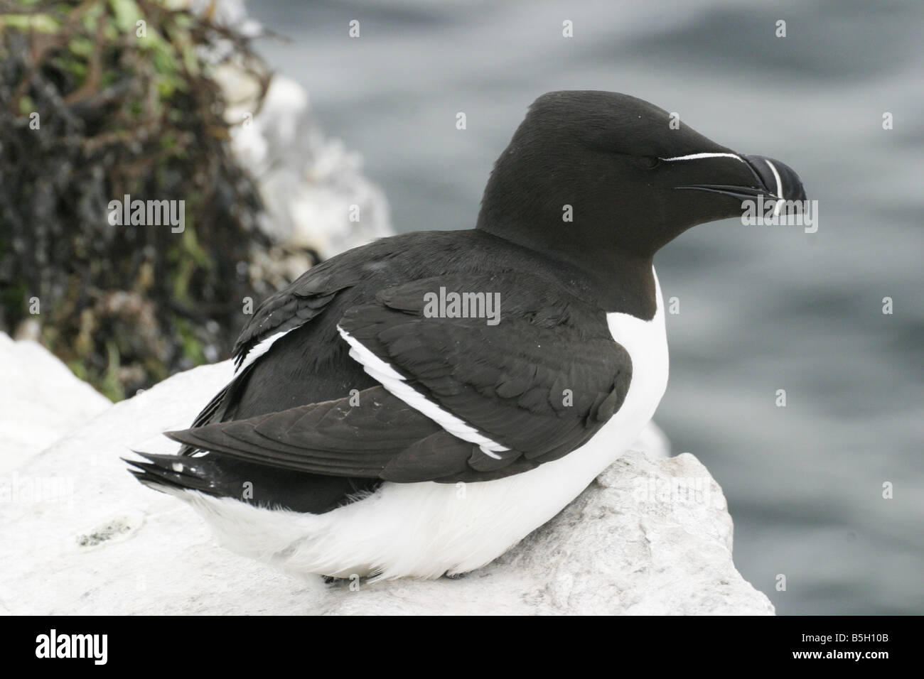 A Razorbill, Alca torda Stock Photo - Alamy