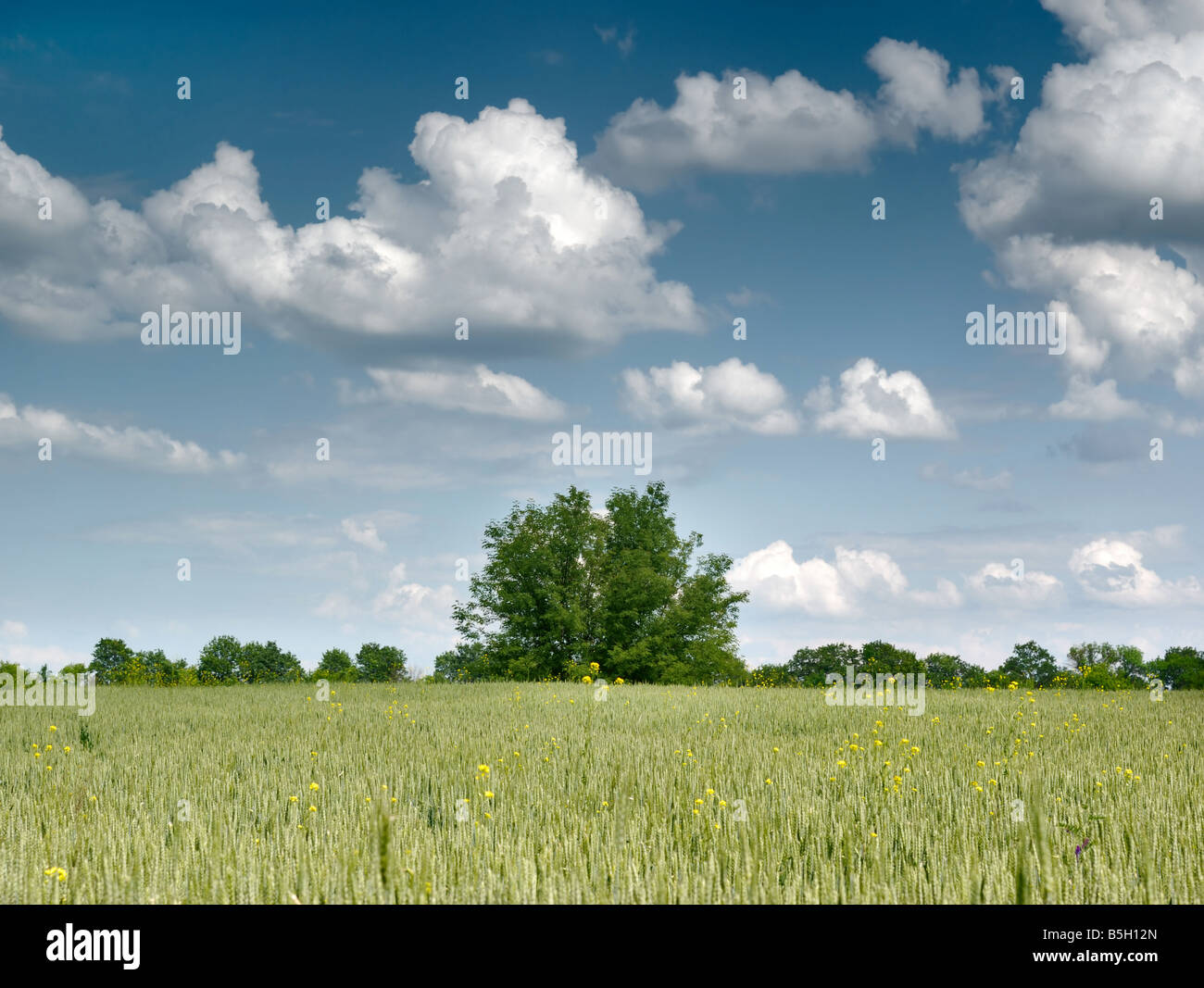 tree and field A landscape about vegetation and the beautiful sky Stock ...