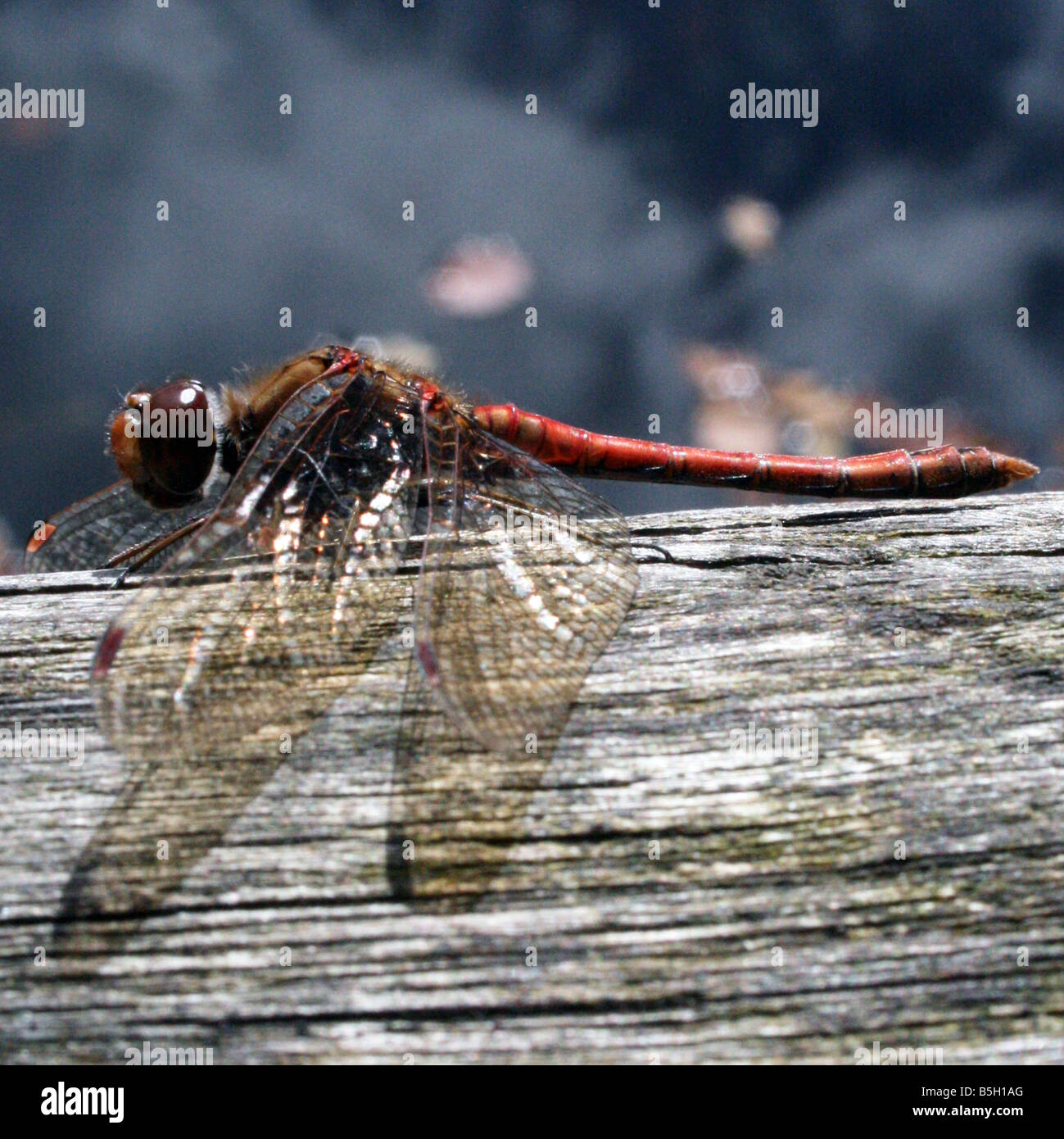 English dragon hi-res stock photography and images - Alamy