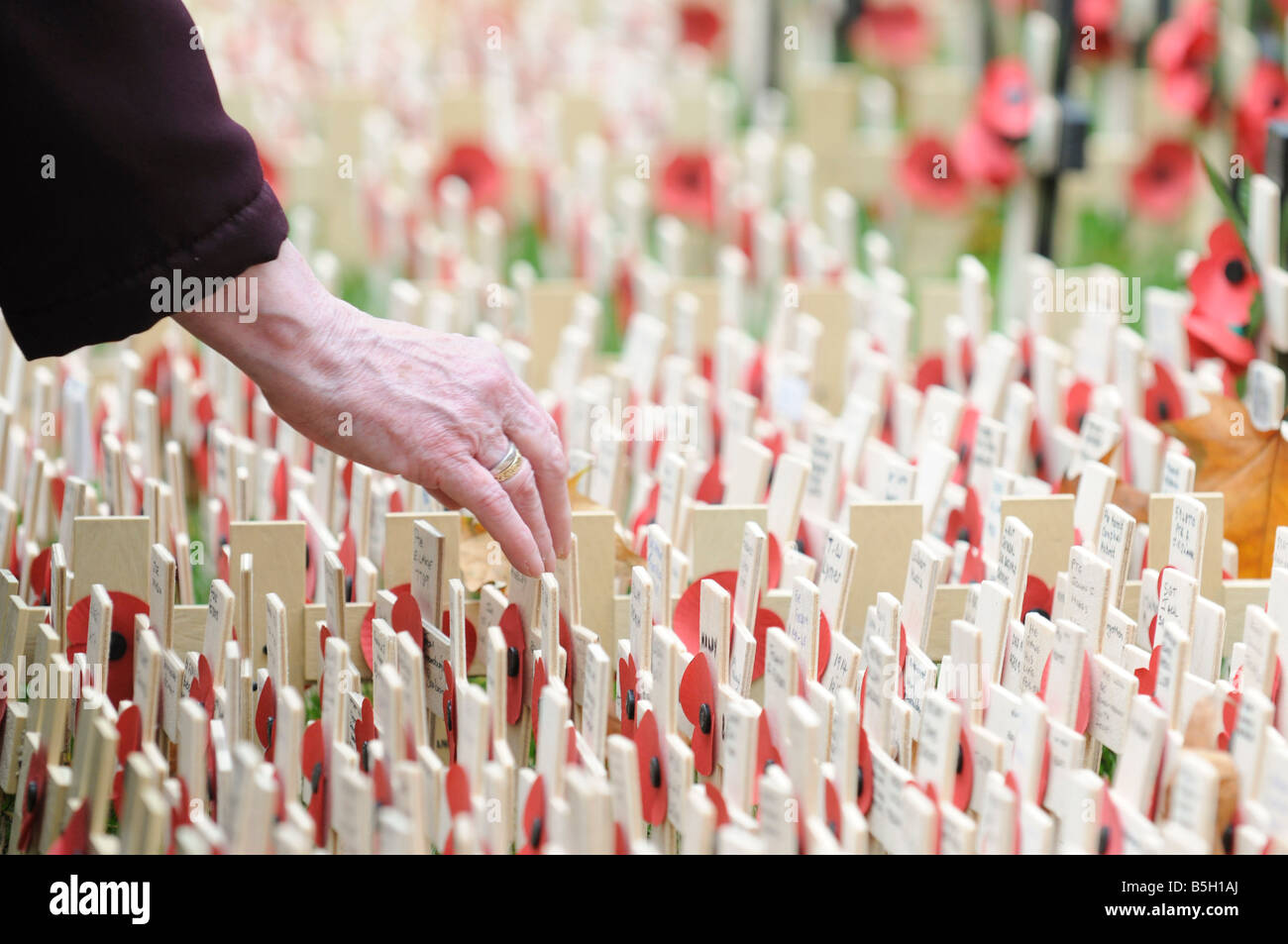 Westminster abbey field of remembrance hi-res stock photography and ...
