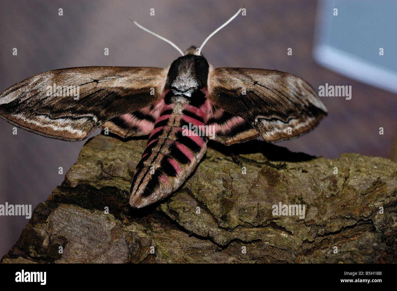 Privet Hawk Moth Stock Photo - Alamy