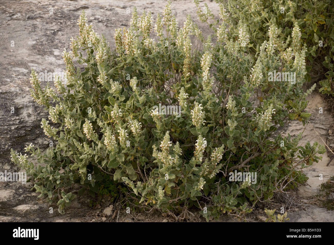 Mediterranean sage hi-res stock photography and images - Alamy