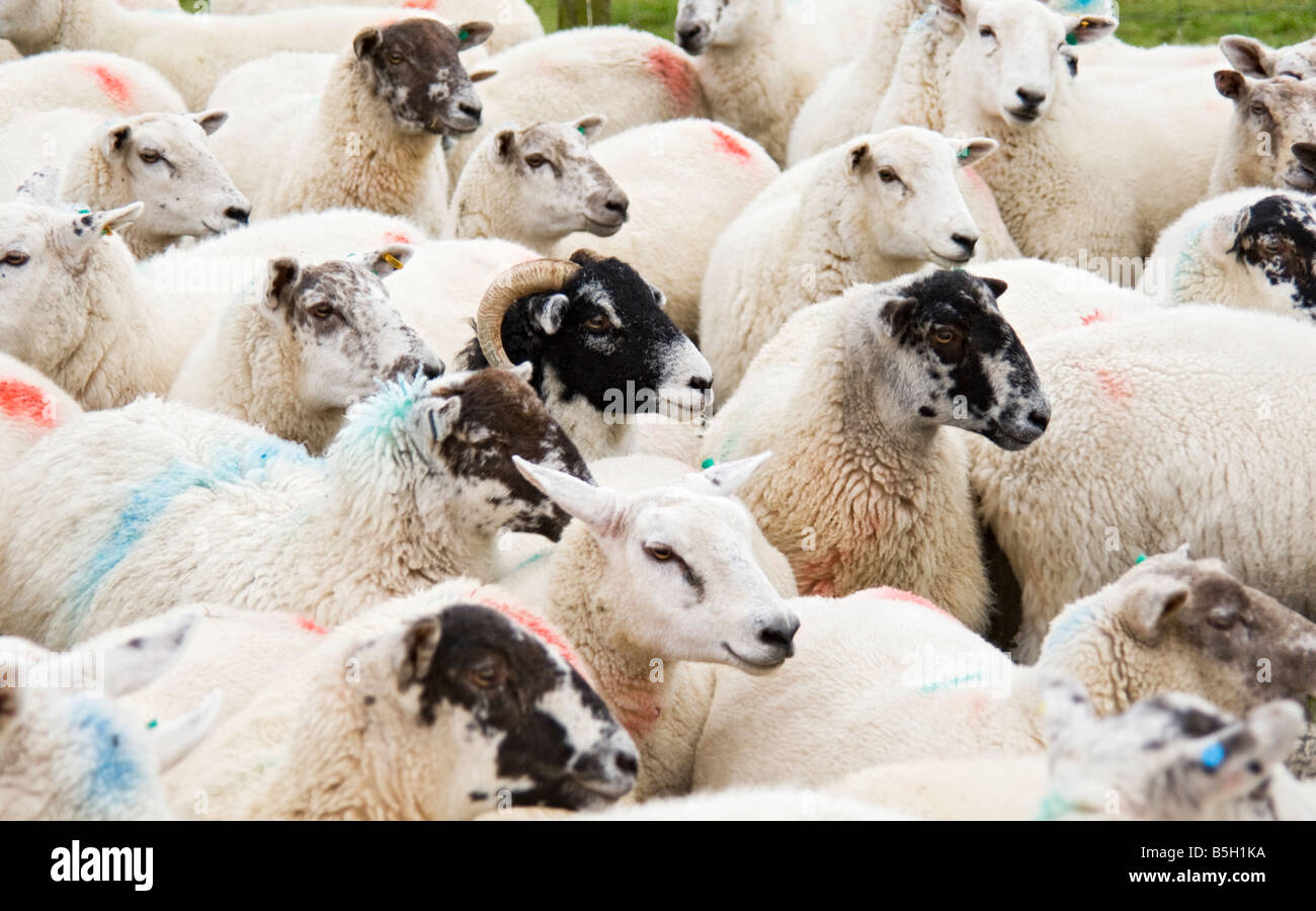 Flock of sheep in Cumbria,England,UK Stock Photo - Alamy