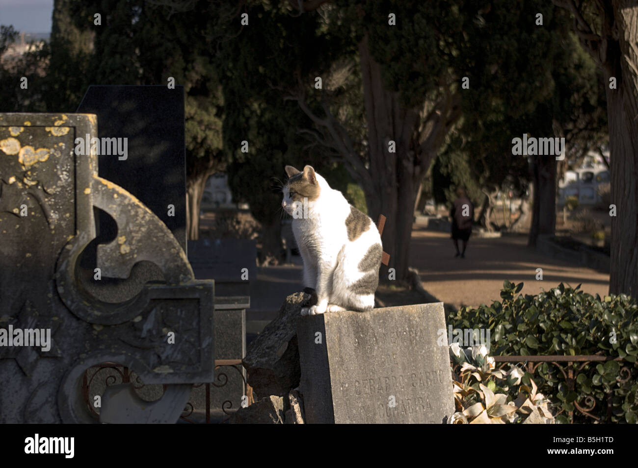Black cat cemetery in hi-res stock photography and images - Alamy