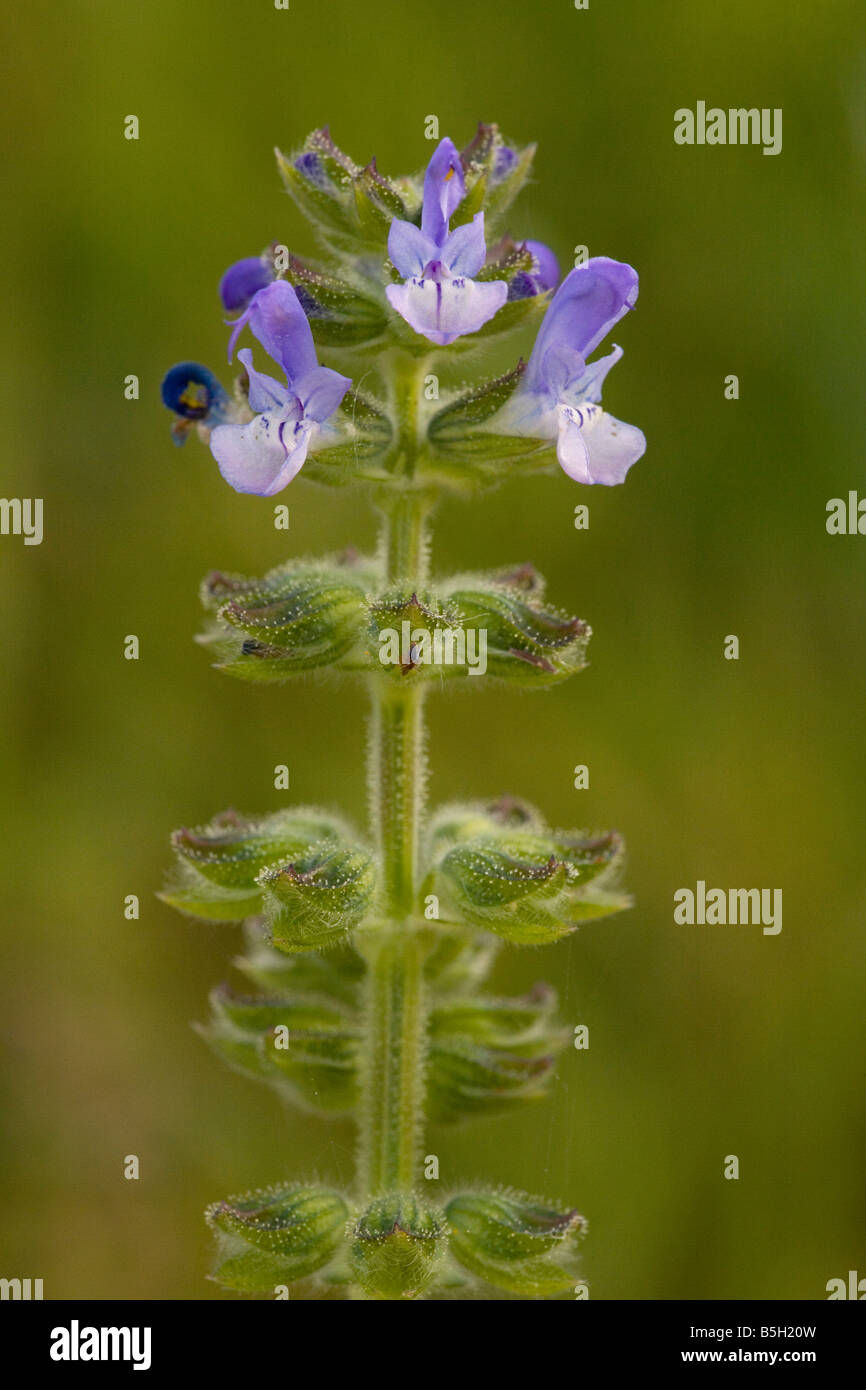 Wild clary salvia verbenaca horminoides hi-res stock photography and ...