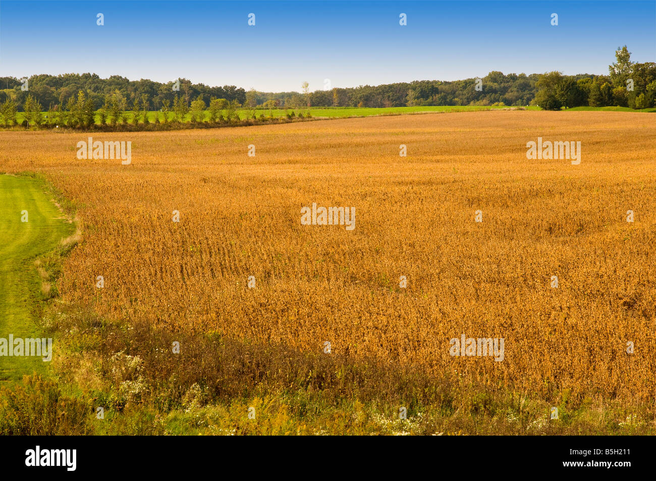 Farming bean production farm field hi-res stock photography and images ...