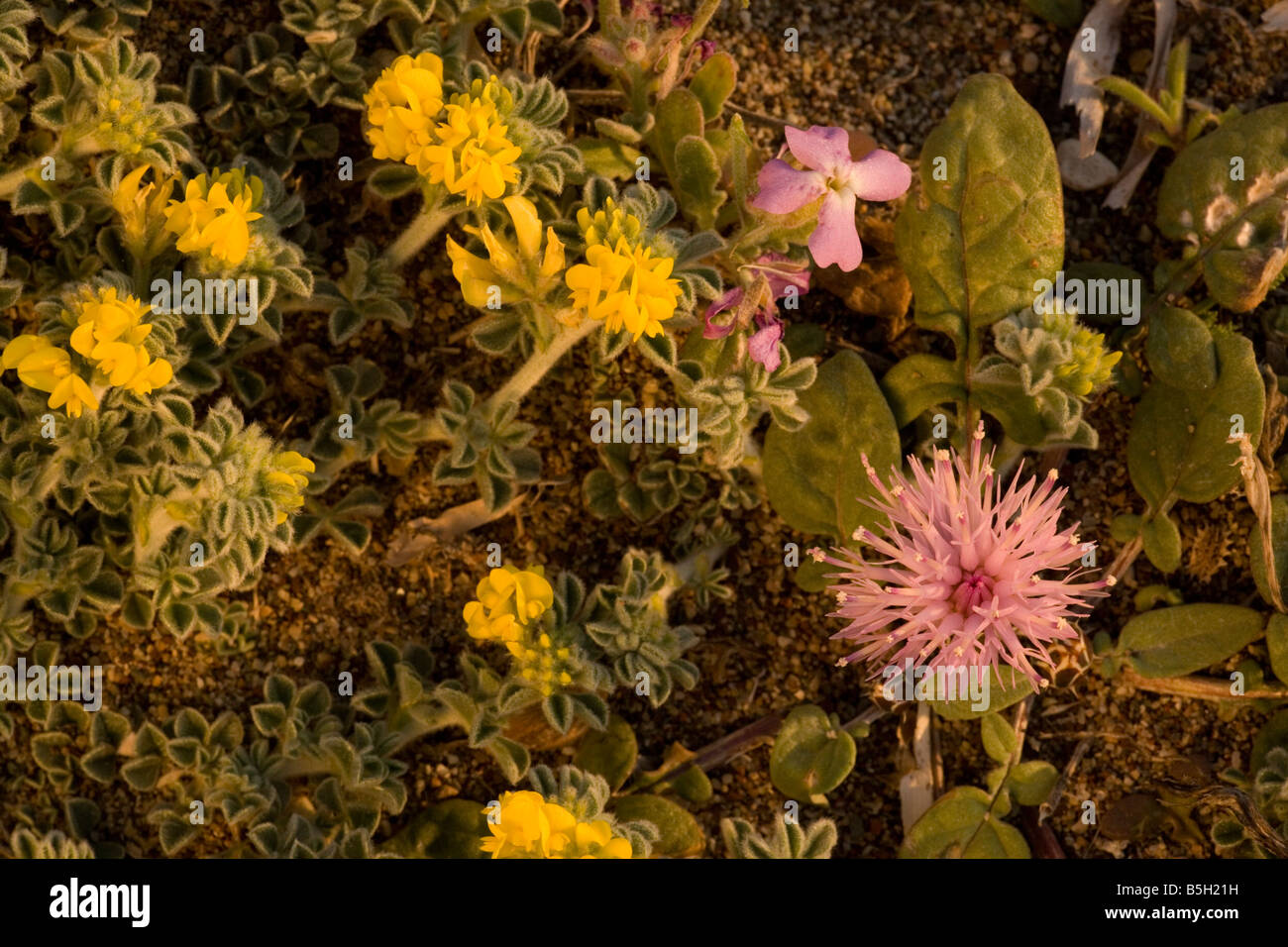 Beach flowers on Akamas Peninsula Cyprus with Centaurea aegialophila ...