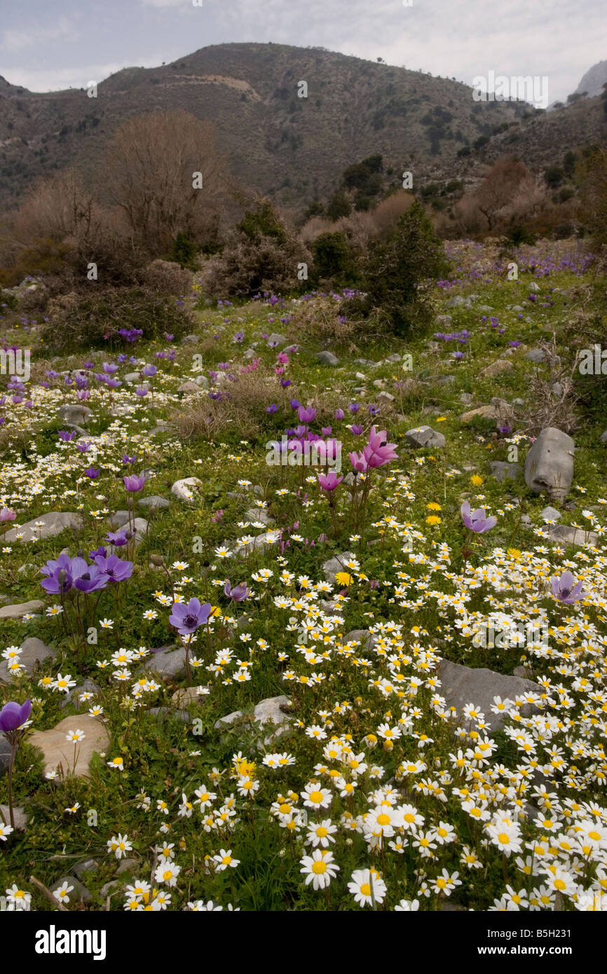 Mass of spring flowers on the Omalos Plateau White Mountains Crete ...
