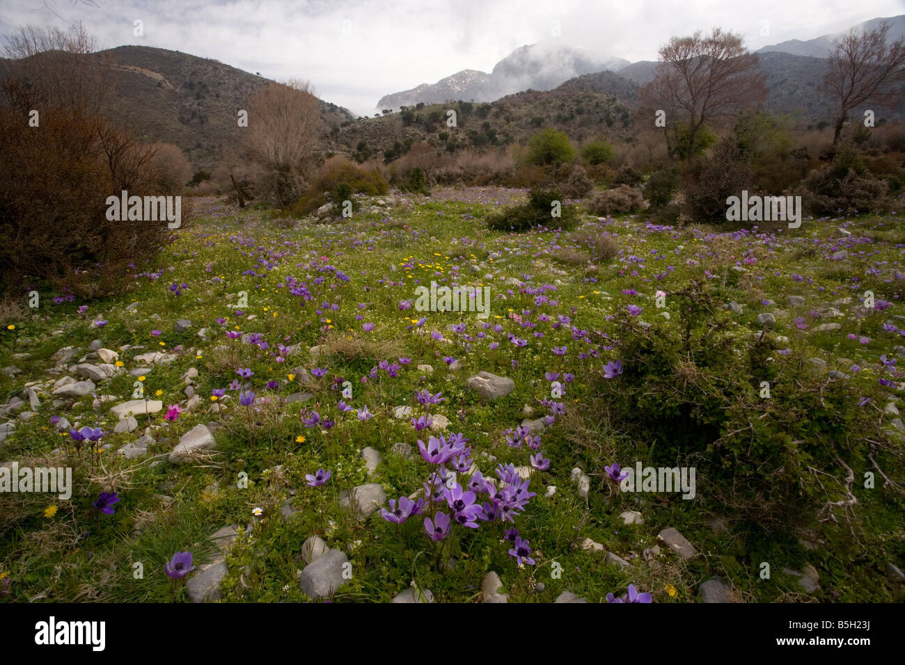 Crown Anemones Anemone coronaria on the Omalos Plateau White Mountains ...