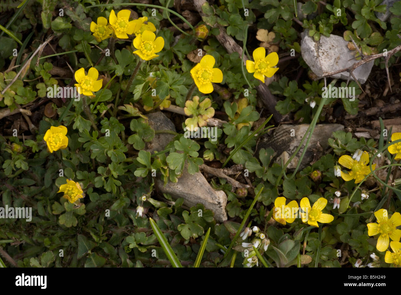Ranunculus cupreus hi-res stock photography and images - Alamy