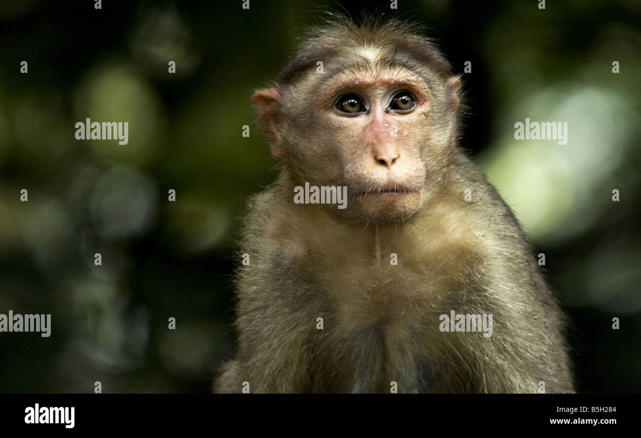 A bonnet macaque in a deeply thoughtful pose Stock Photo - Alamy