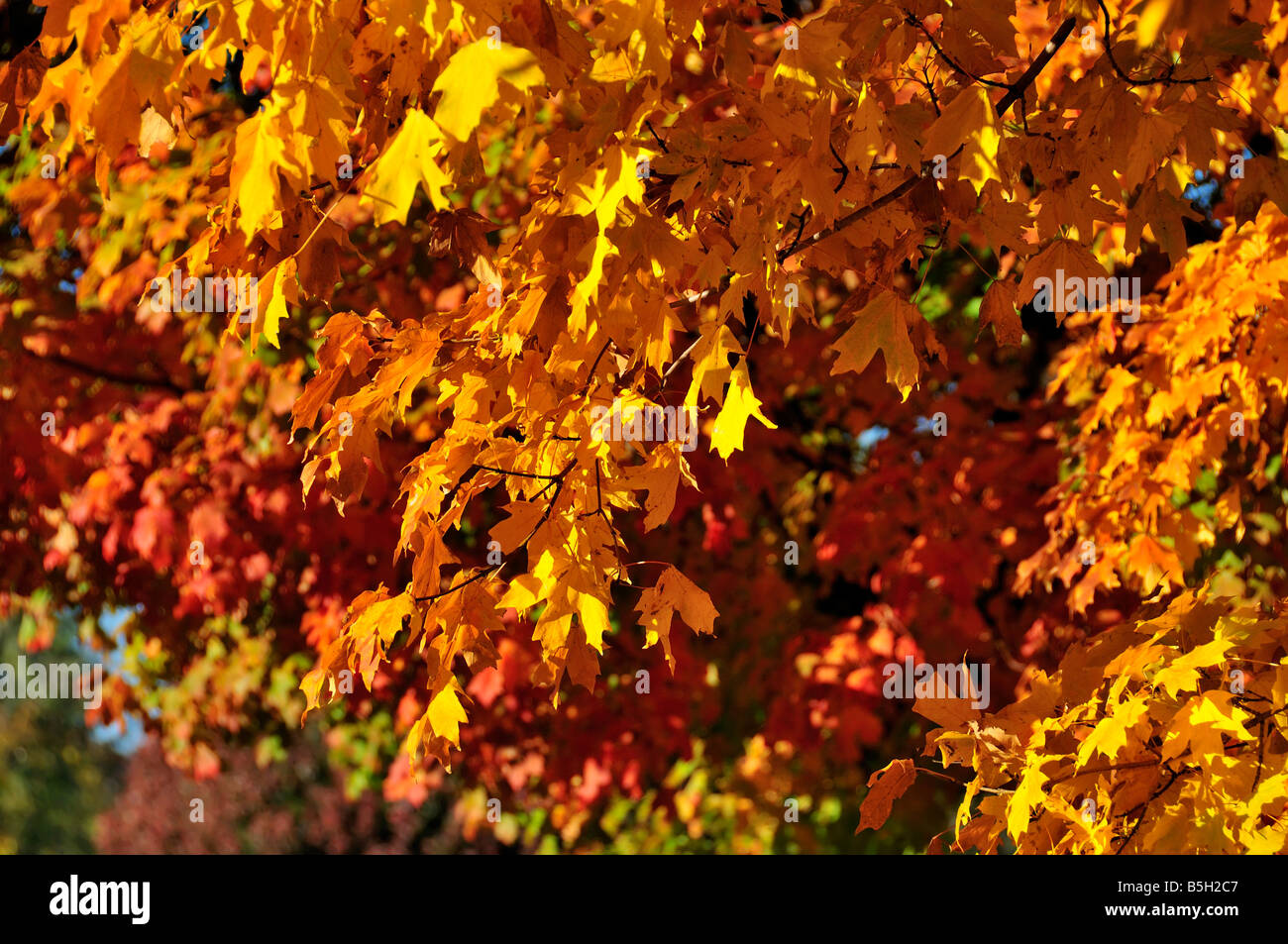 Red oak tree leaves hi-res stock photography and images - Alamy