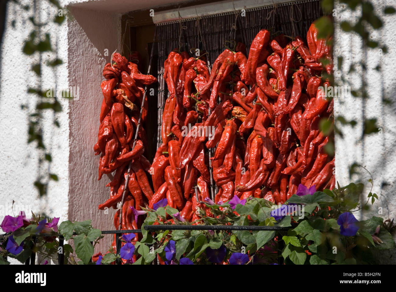 Detail of red chilli peppers drying outside a house in Pampaneira ...