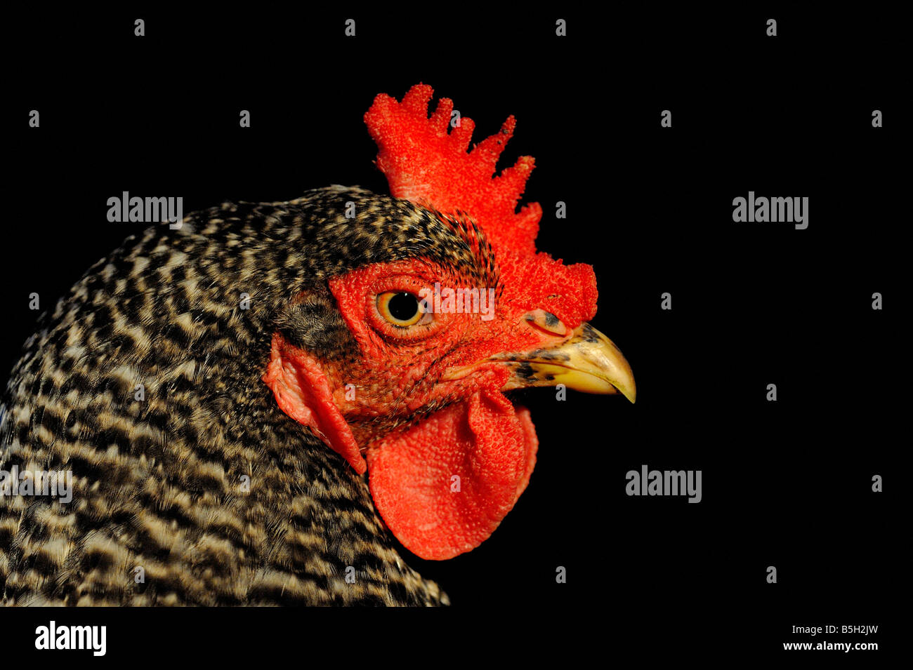 A barred rock chicken Stock Photo - Alamy