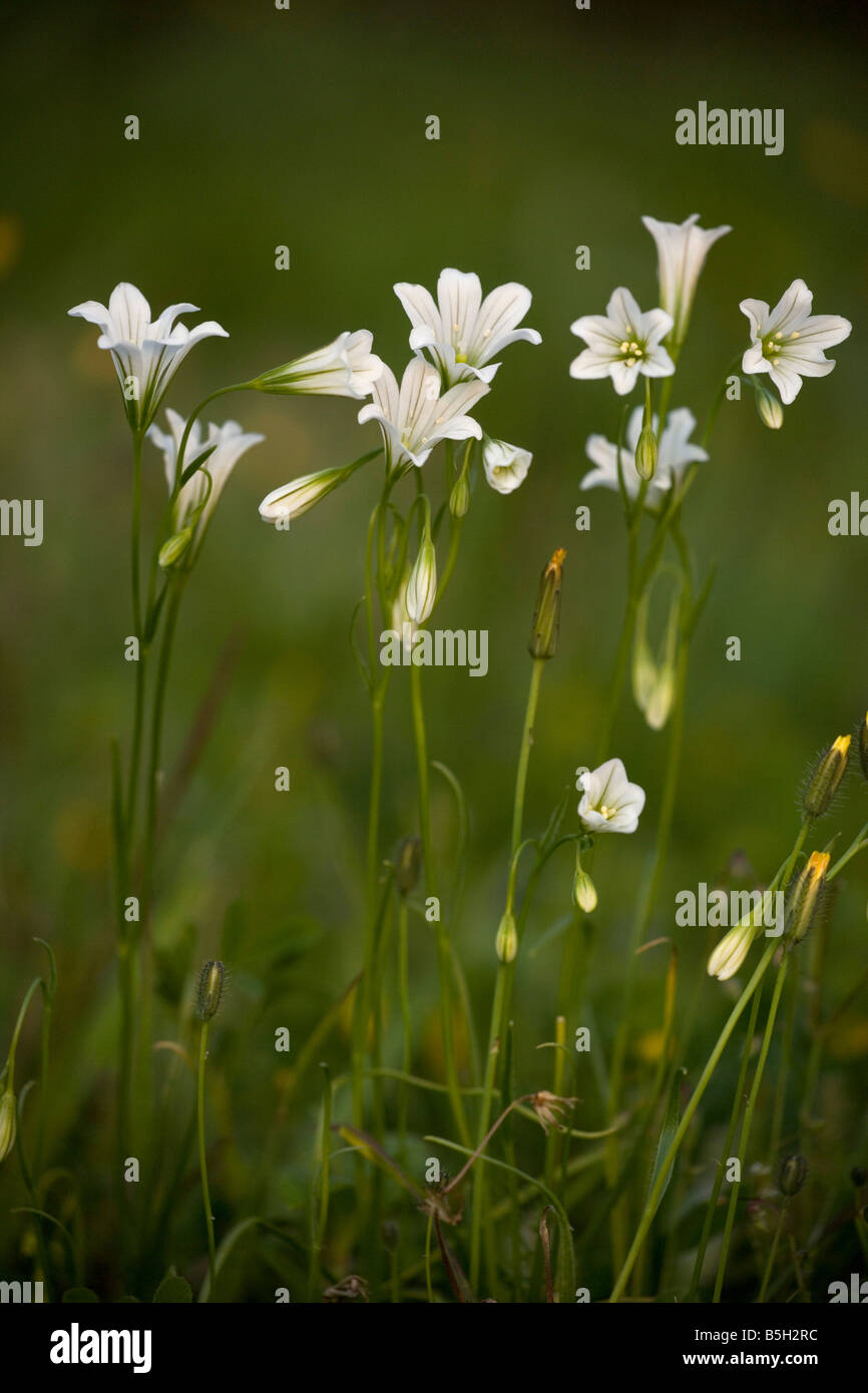 Wildflowers greek cyprus hi-res stock photography and images - Alamy