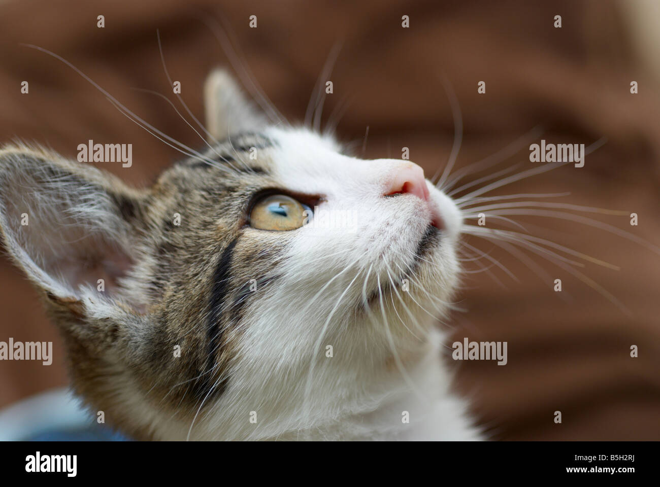 young cat / kitten looking up Stock Photo - Alamy