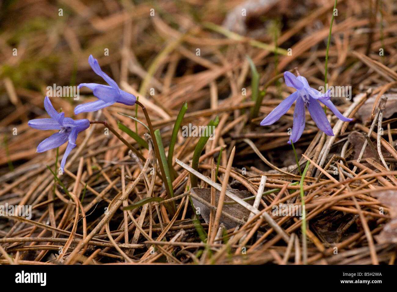 Lady Loch's Chionodoxa Scilla lochii in high pine woodland Troodos ...